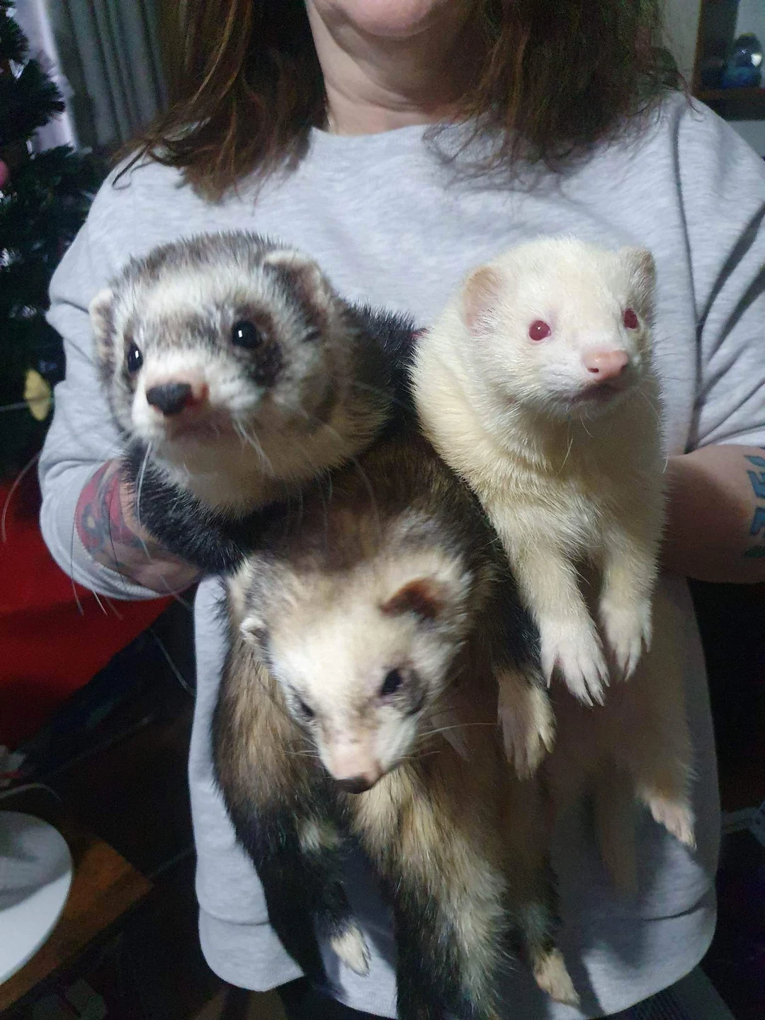 Discover more like Ferrets: Rescues and Related Content | Scrolller