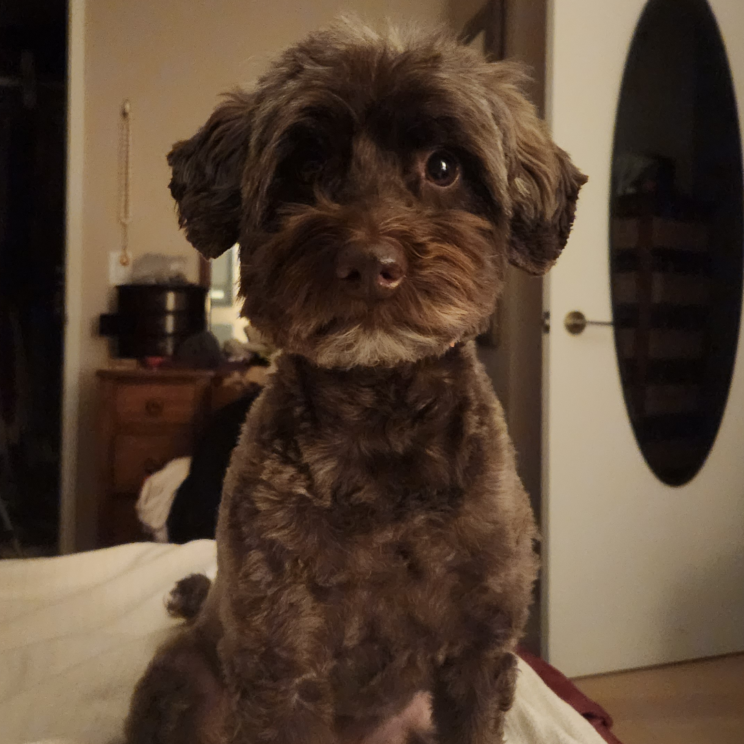 David got Groomed | Scrolller