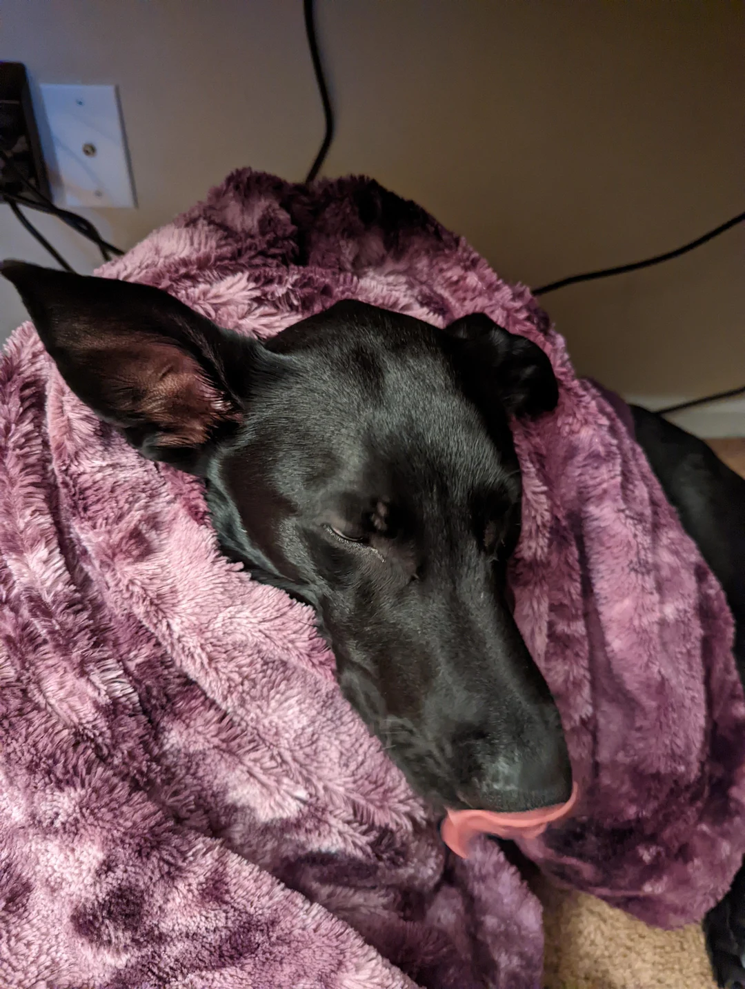 Sleepy pup | Scrolller