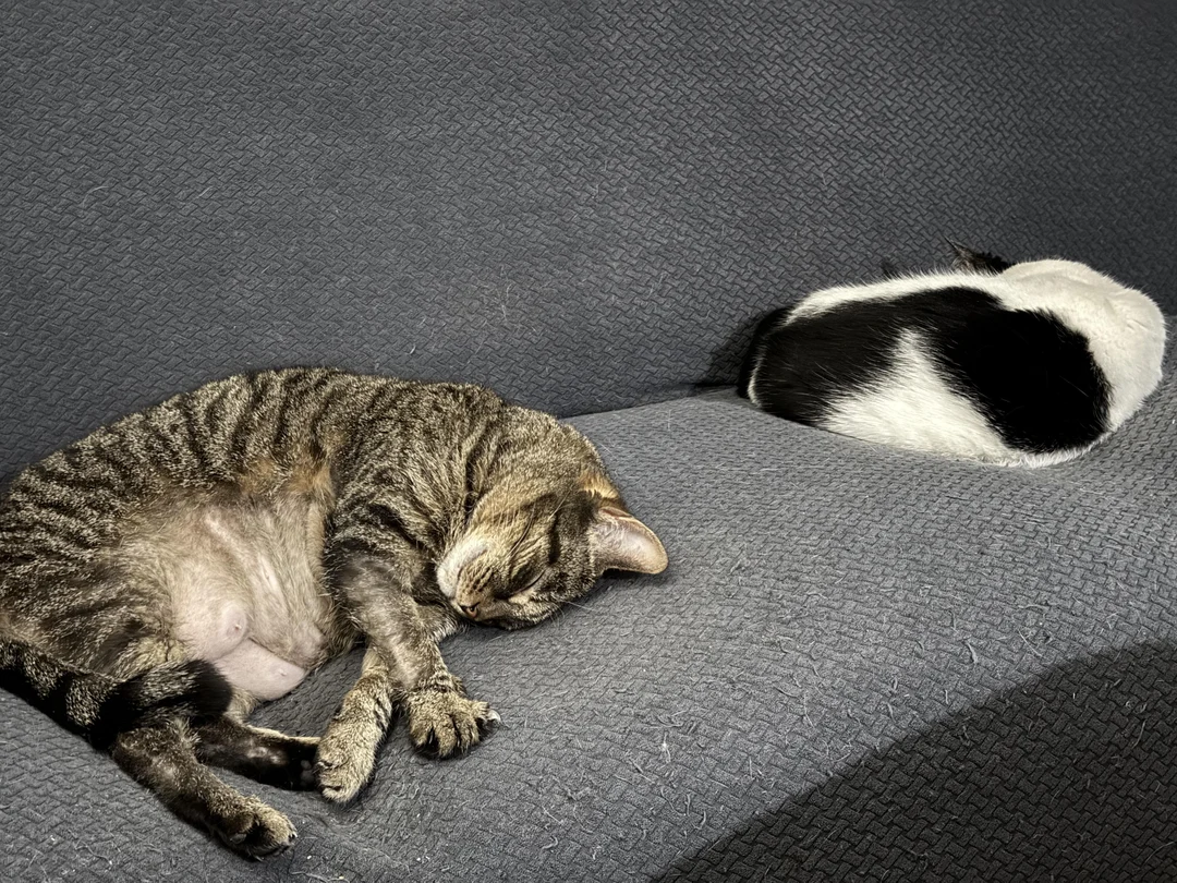 Sleeping 亢 Scrolller