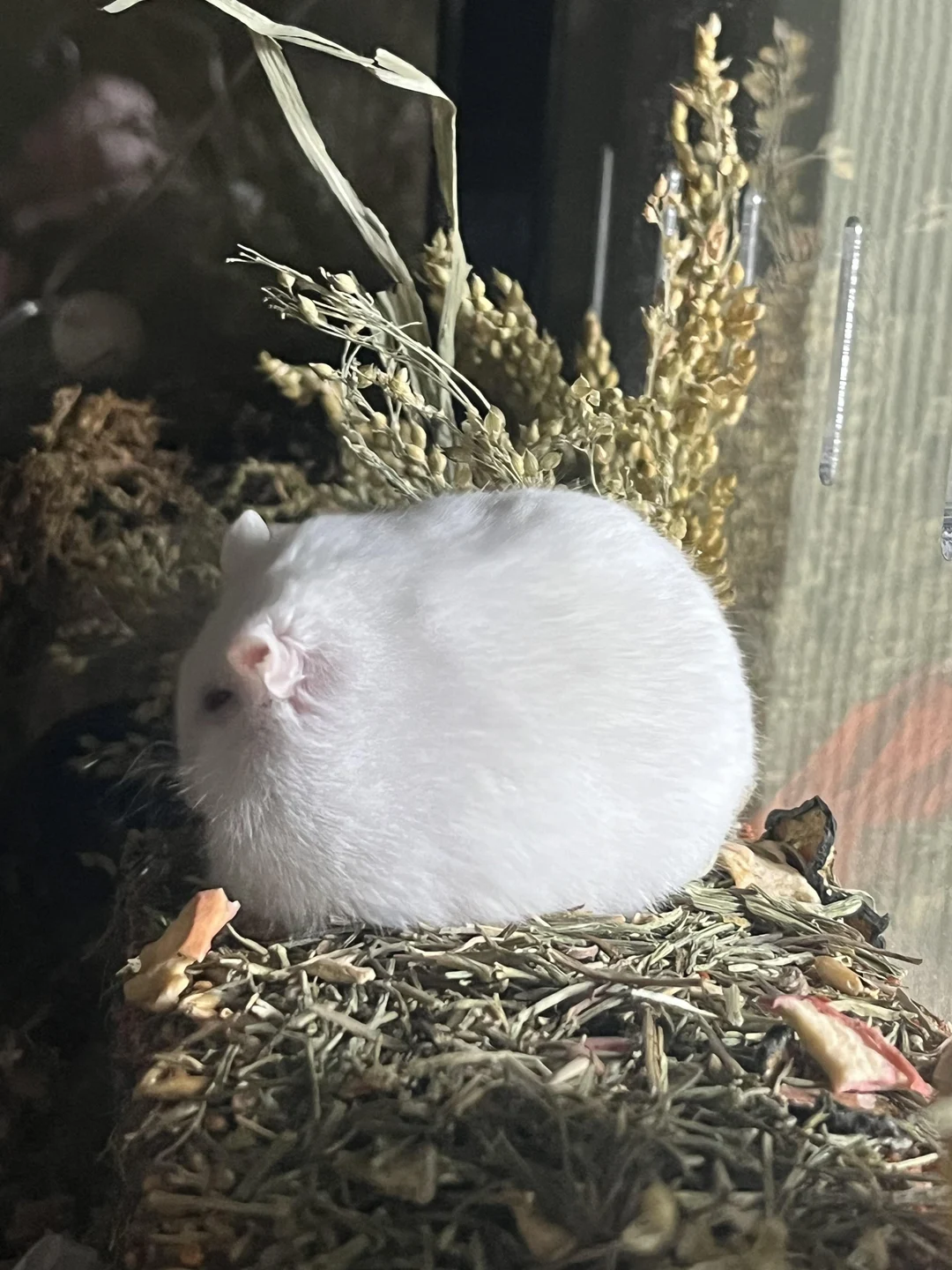 Square hamster! | Scrolller