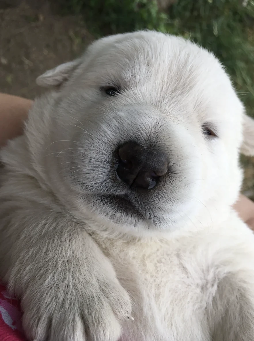 He looks like a polar bear | Scrolller