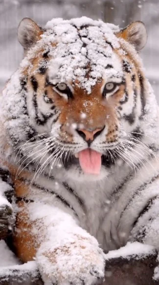 Tiger catching snowflakes on its tongue. | Scrolller