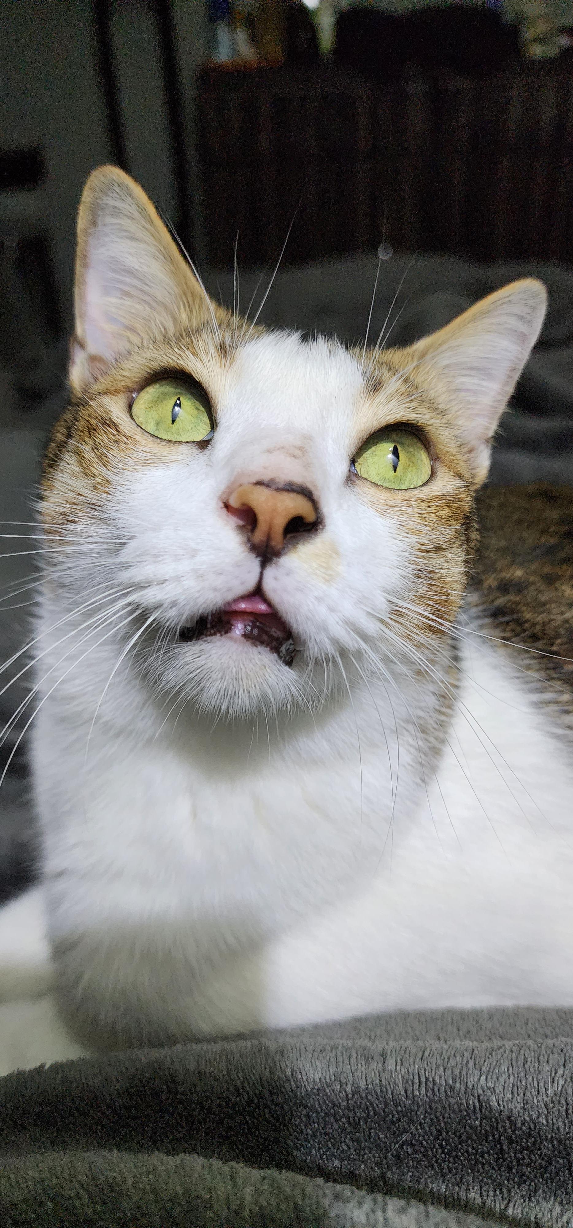 Post biscuits blep | Scrolller