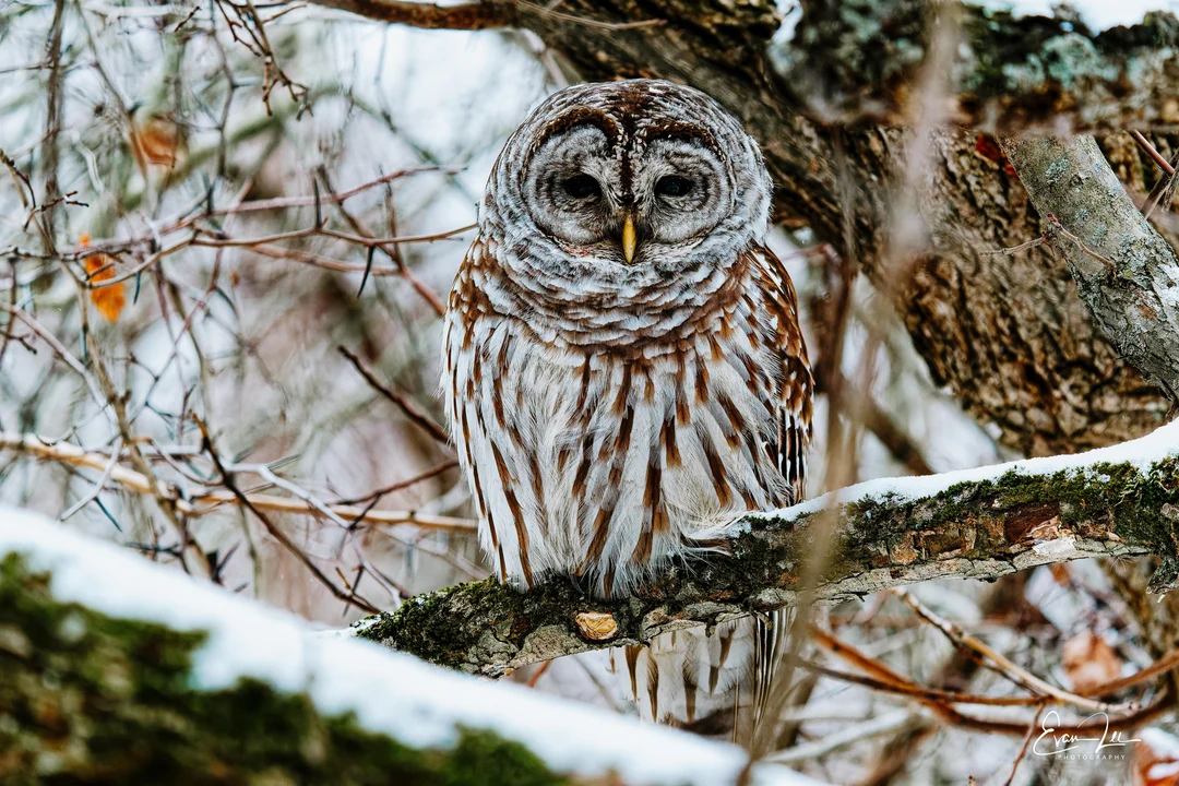 Barry the barred owl [OC] | Scrolller