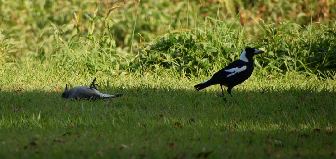 Anyone seen a juvenile magpie playing dead before? | Scrolller