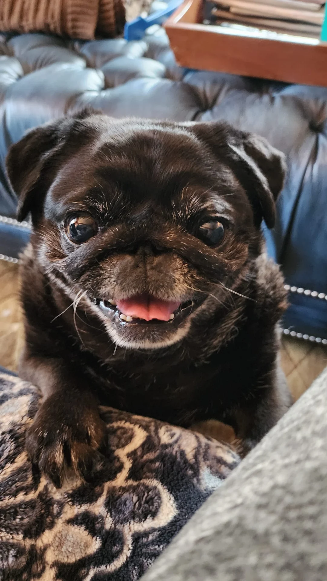 Discover more like Pug: Maeby the Maniac and Related Content | Scrolller