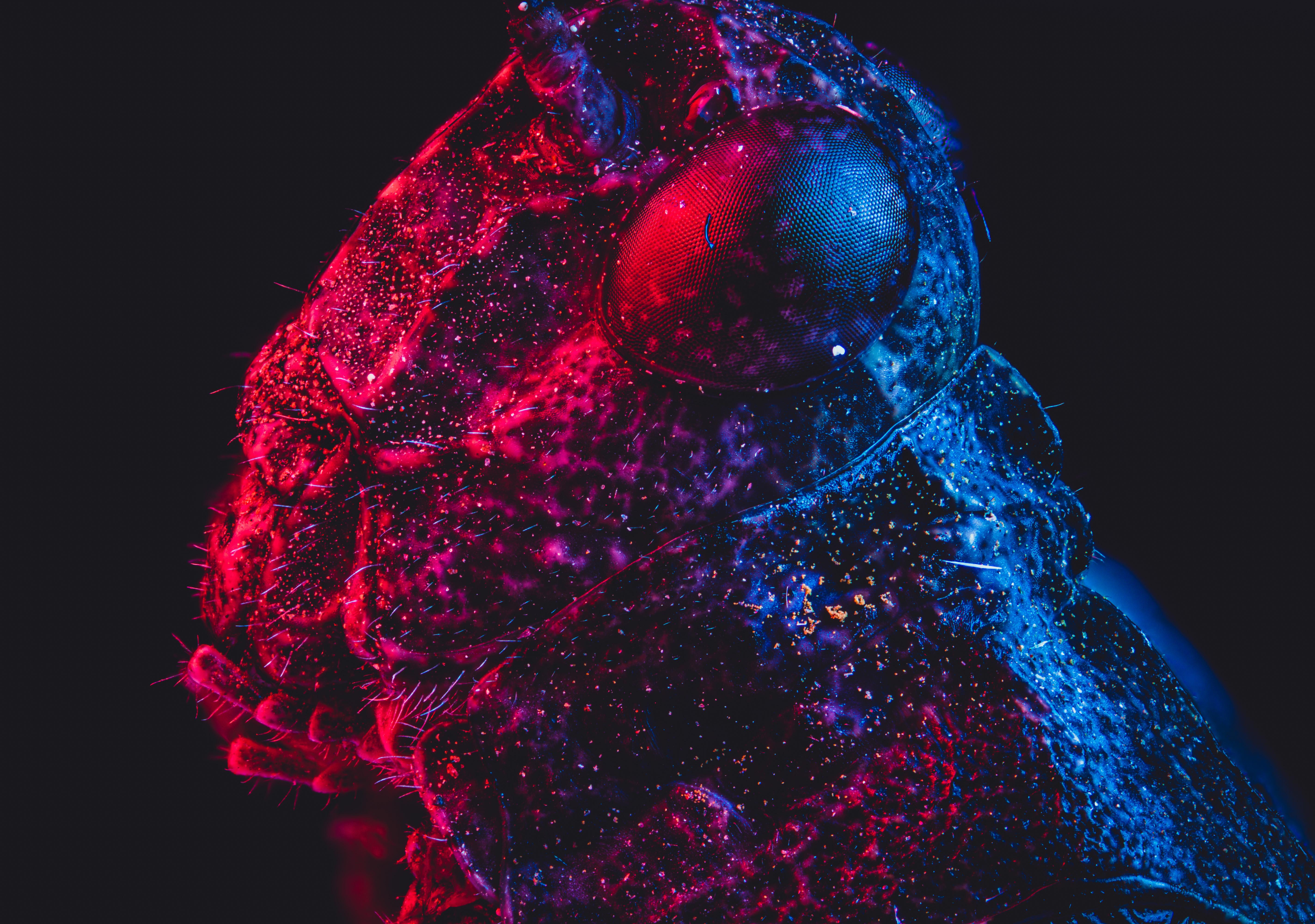 Grasshopper Portrait | Scrolller