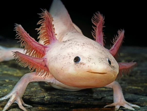 Rare animal? | Scrolller