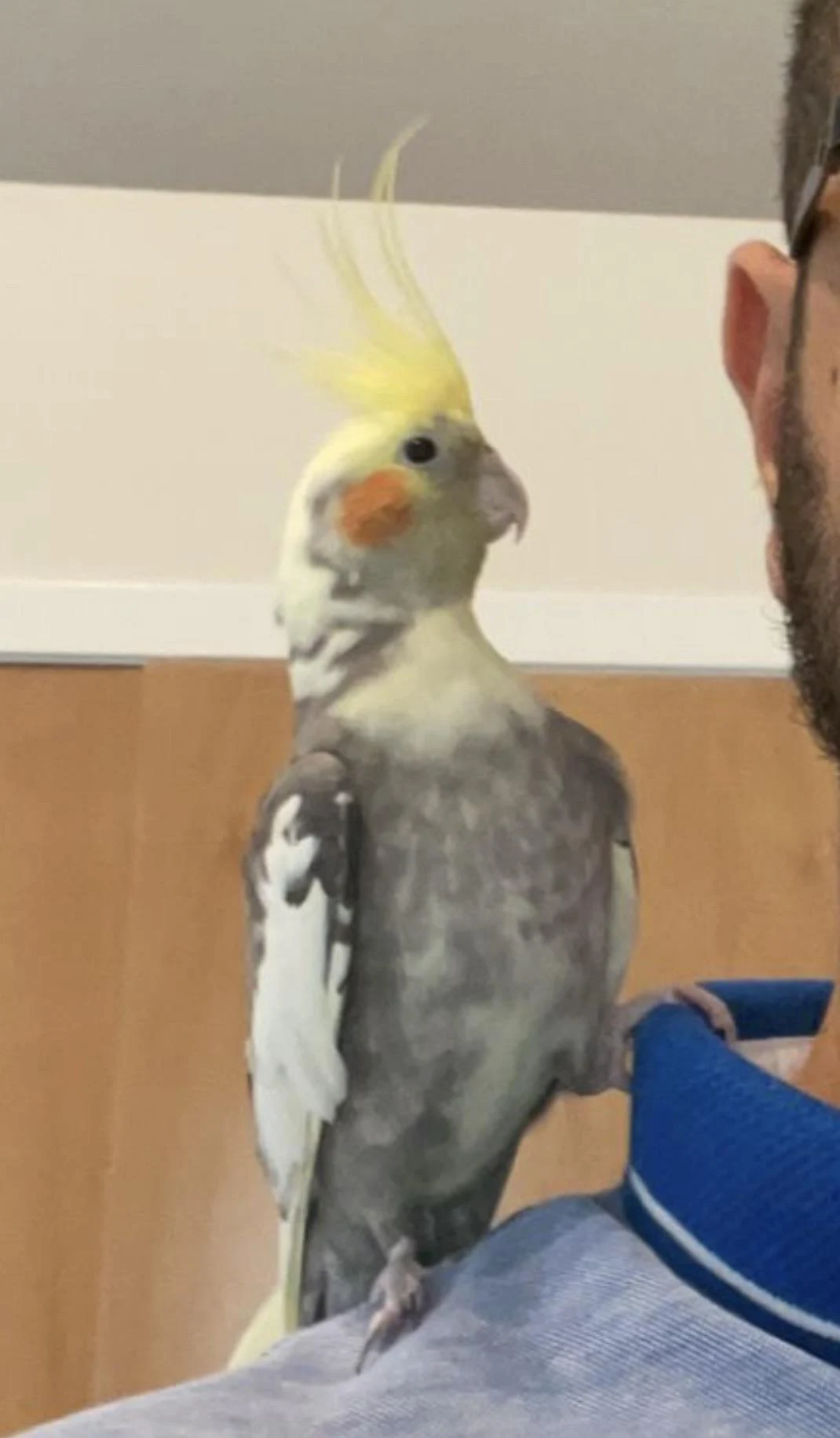 Abdo wants to be the King of England | Scrolller