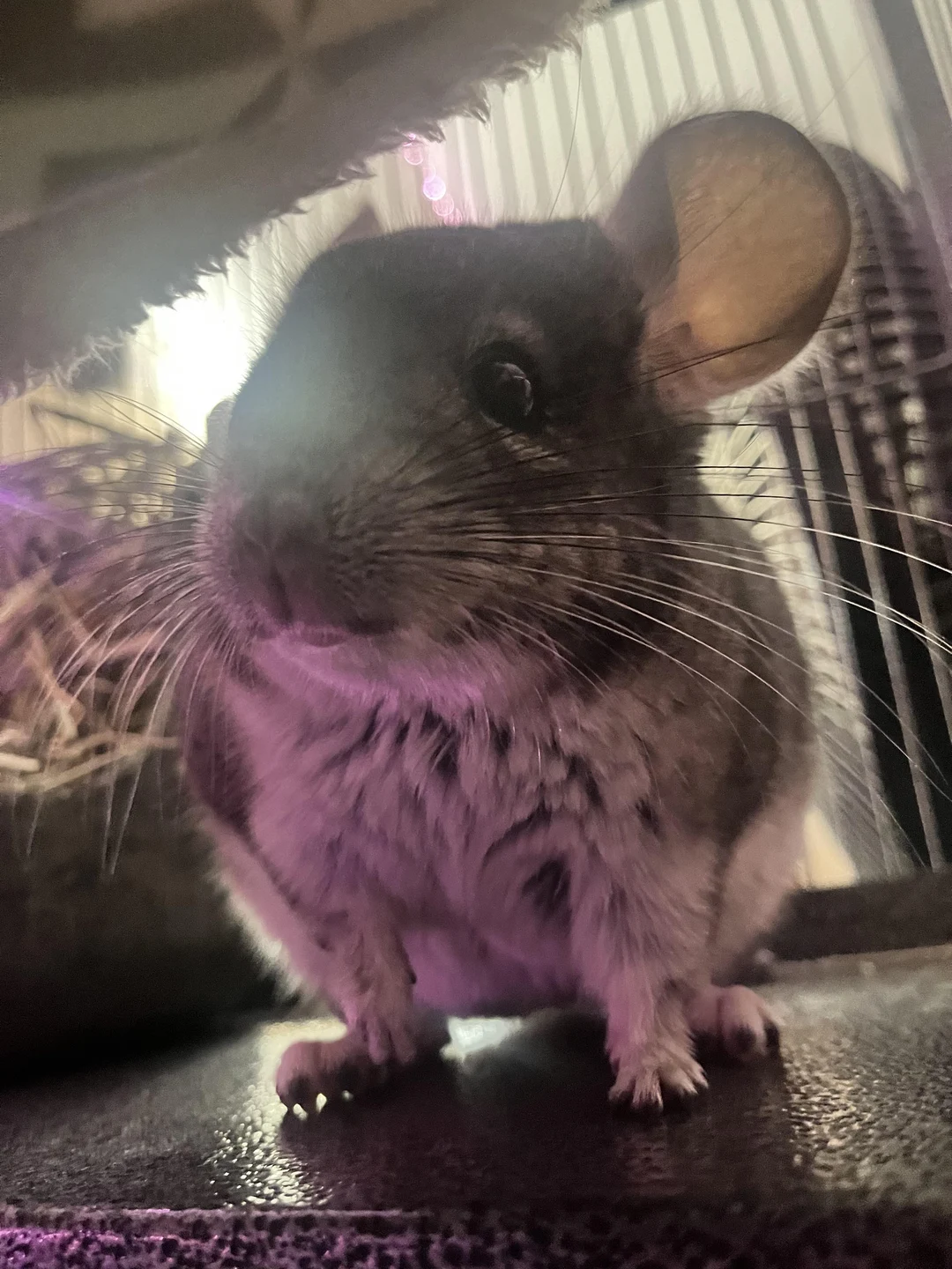 How to get my chinchilla to stop humping me | Scrolller