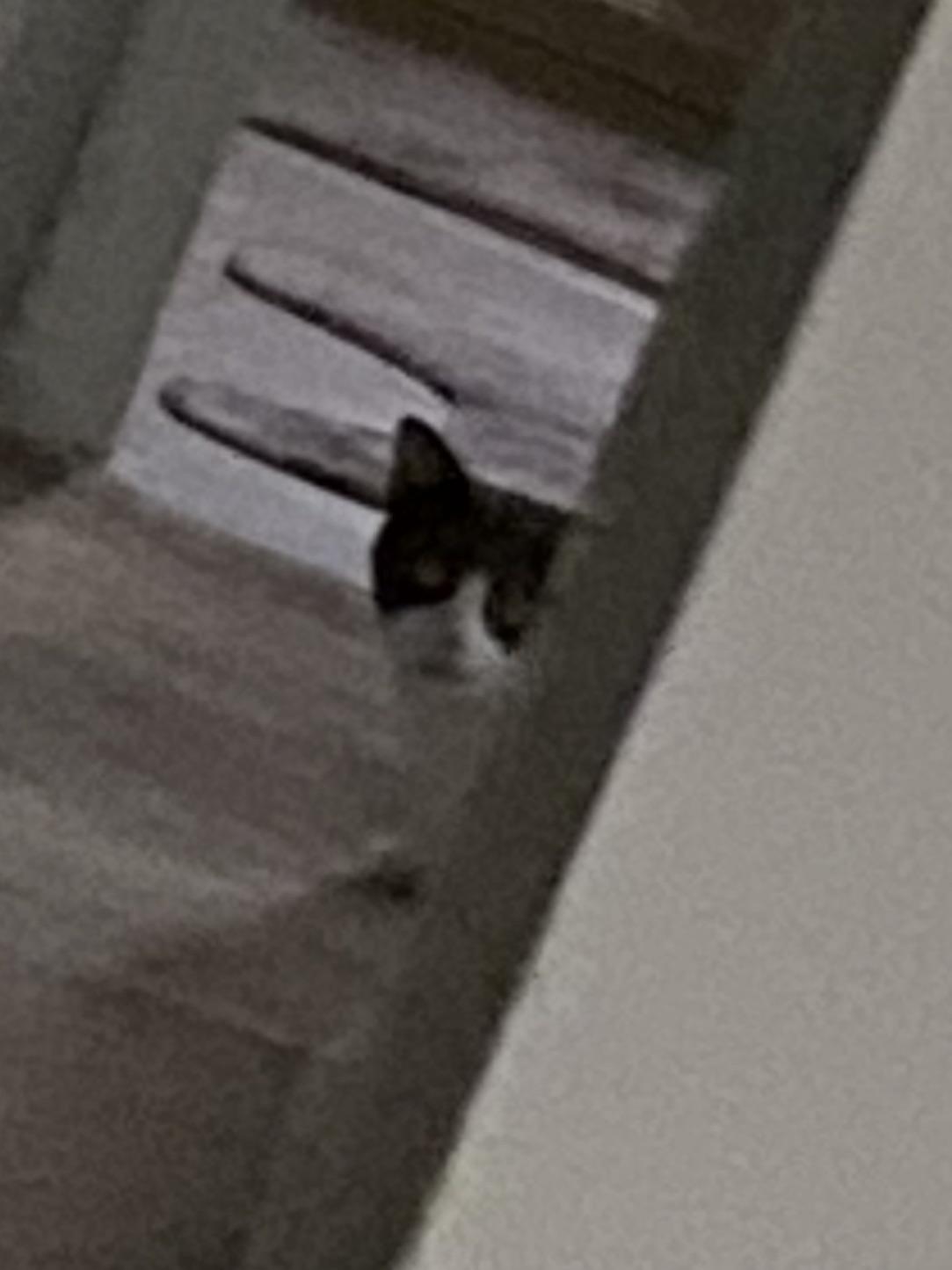 Peeping Tom | Scrolller