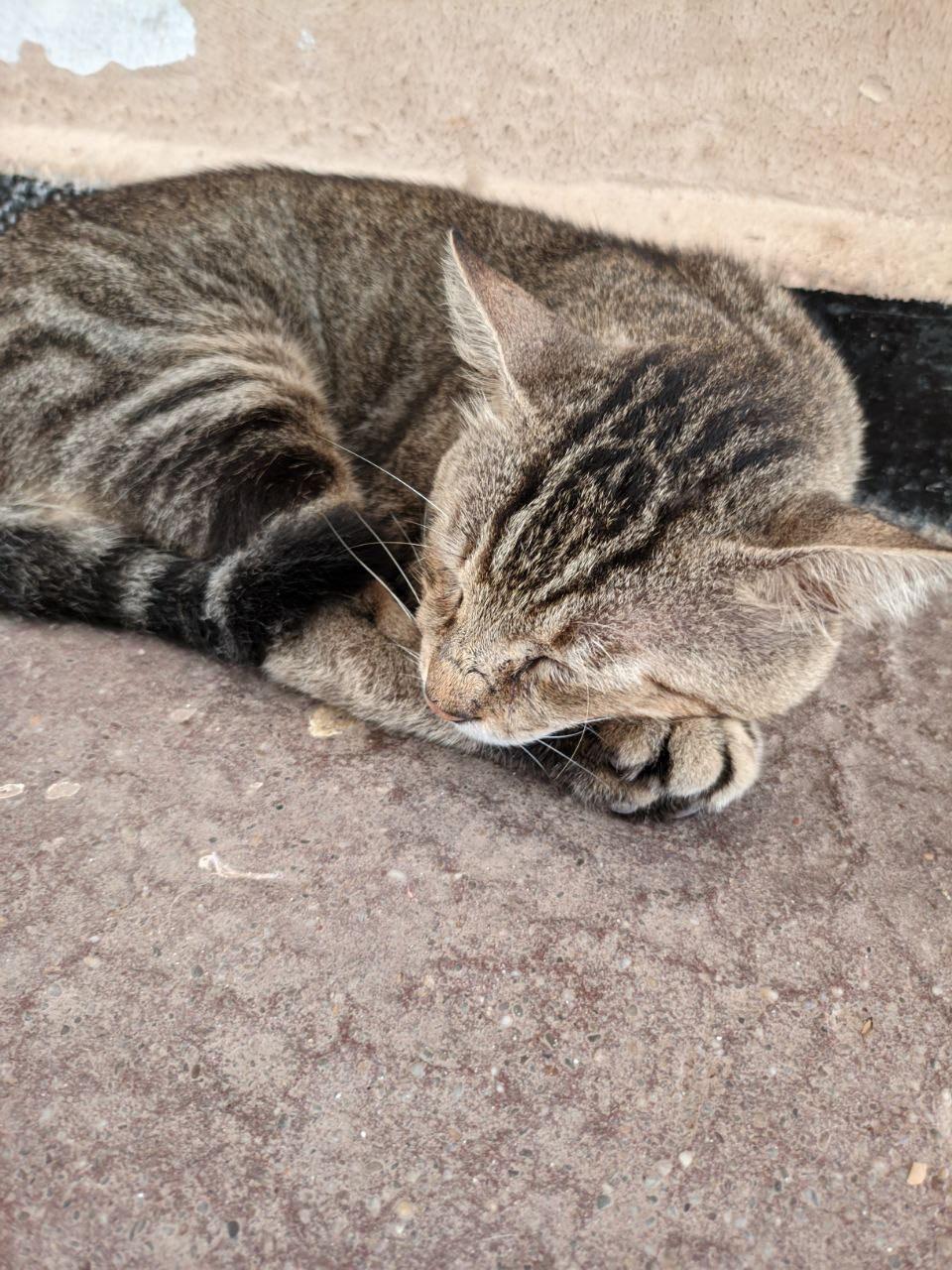 Random stray cat #3 | Scrolller