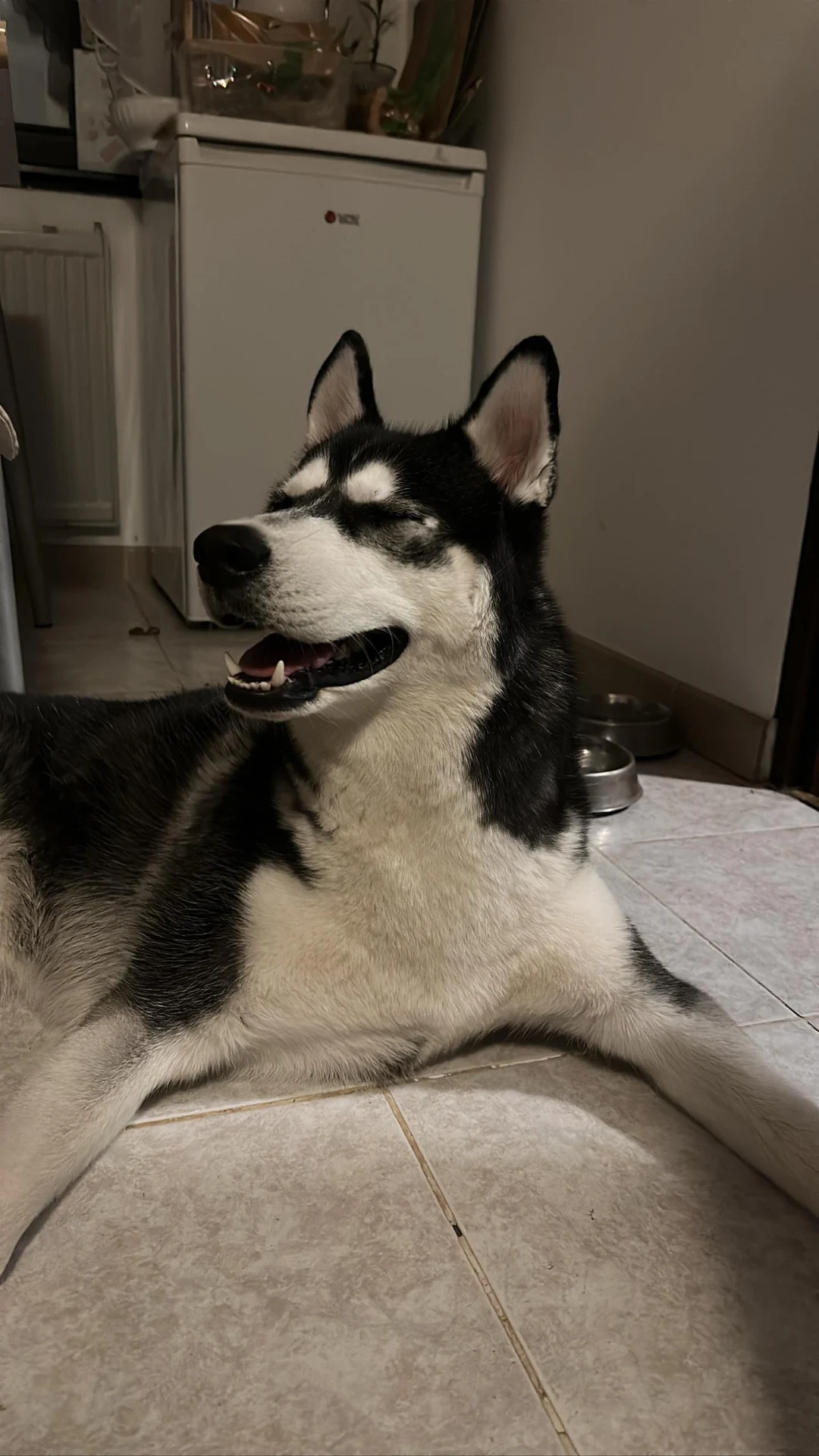 This little pupper is already one year old! And he’s getting crazier, and a lot more energetic ...