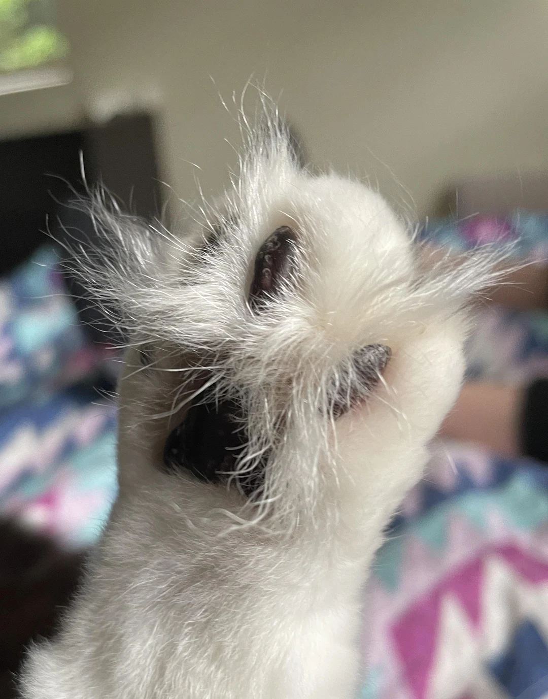 Floofy Frijoles Negros | Scrolller