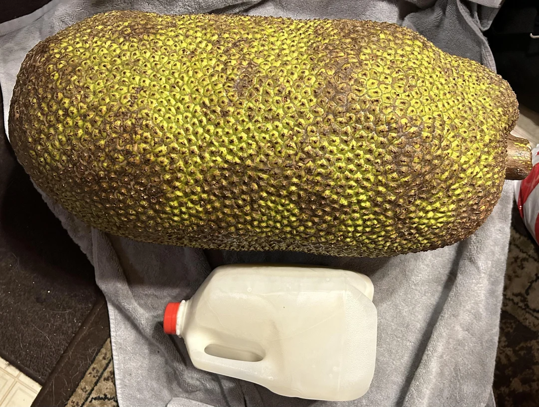 Jackfruit? | Scrolller