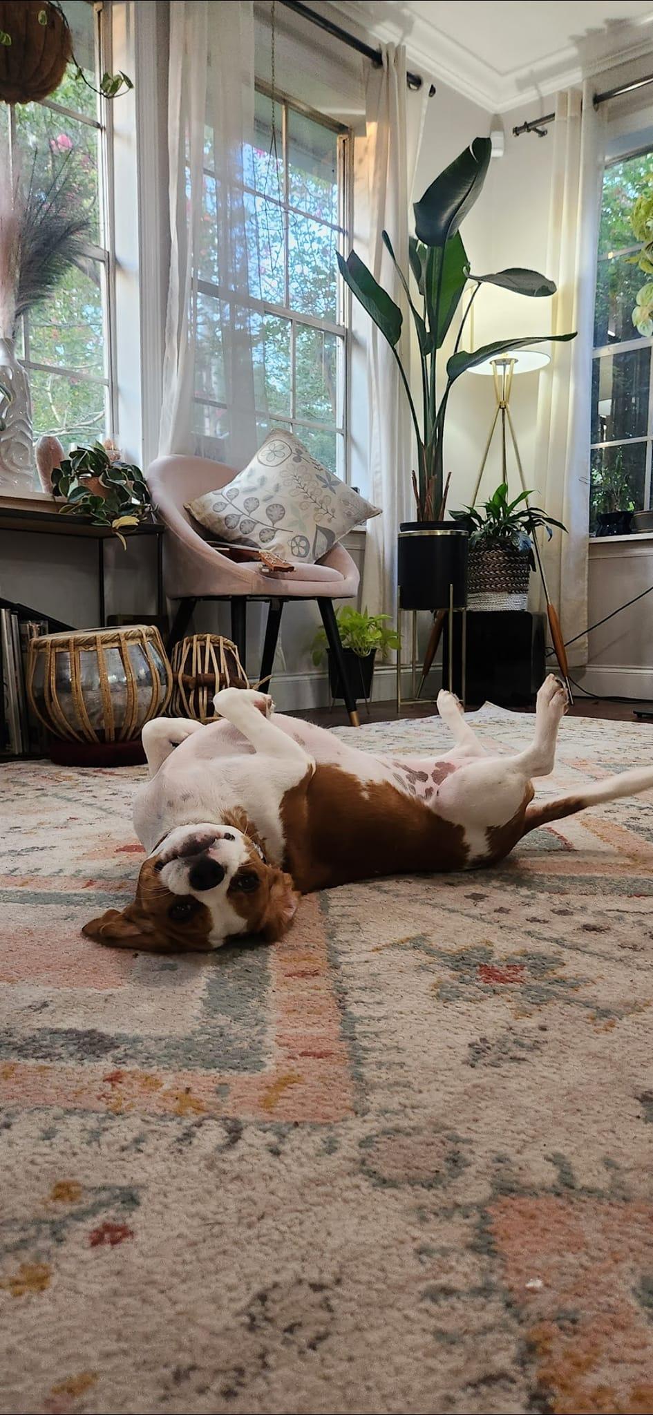 Happy third birthday to my third pup! | Scrolller