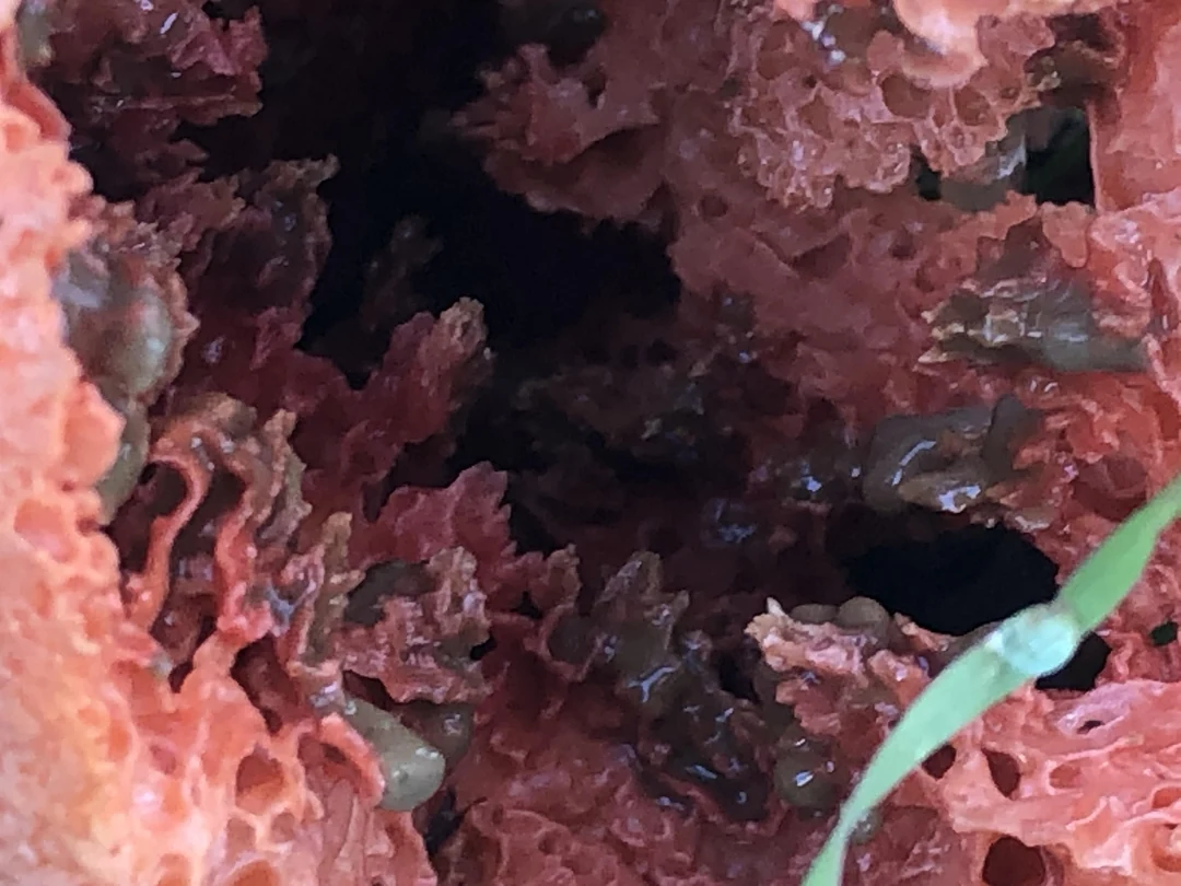 This mushroom looks like it has a yeast infection | Scrolller