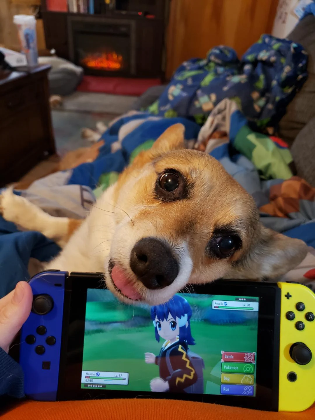 Please insert pets to continue playing. | Scrolller