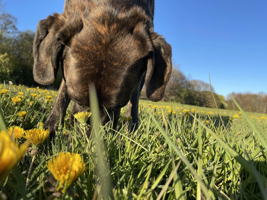 Dandy dog with dandelions | Scrolller