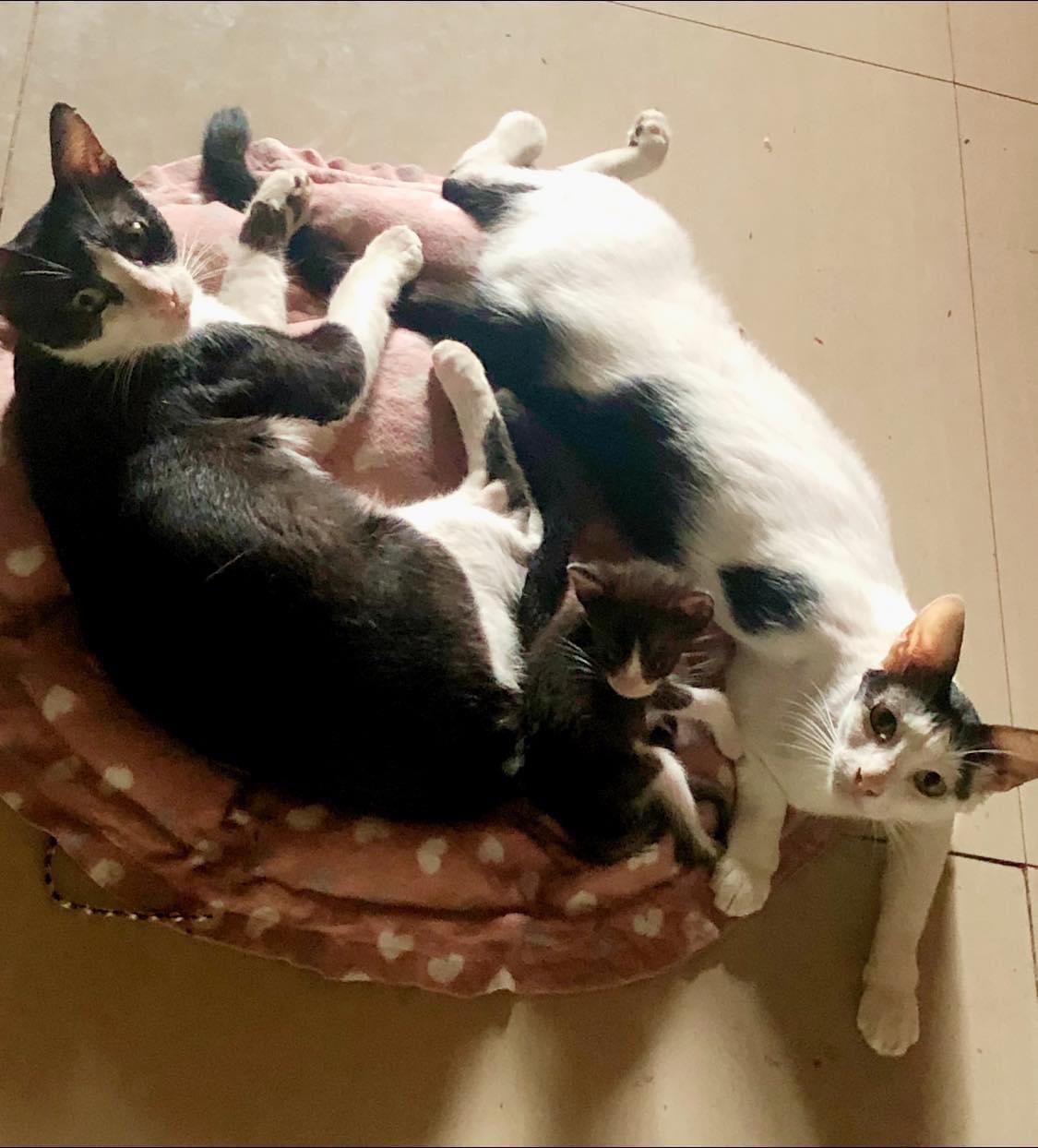 The Tuxedo Family 🤍🖤 | Scrolller