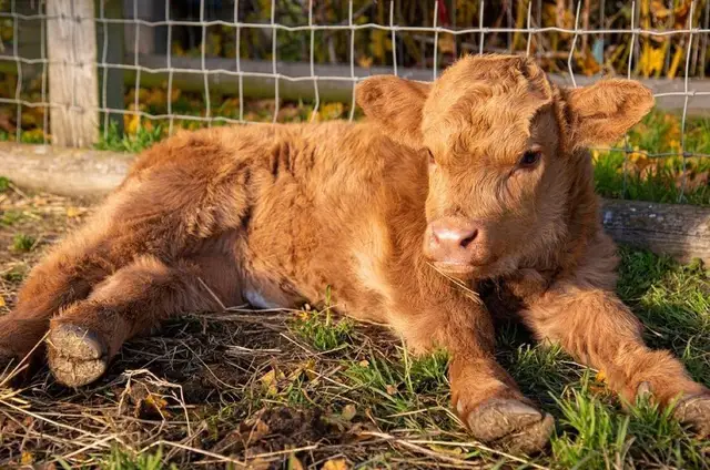 Fluffy baby cow | Scrolller