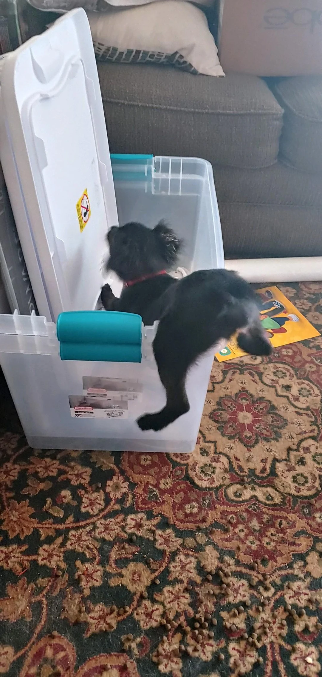 Doggo got stuck | Scrolller