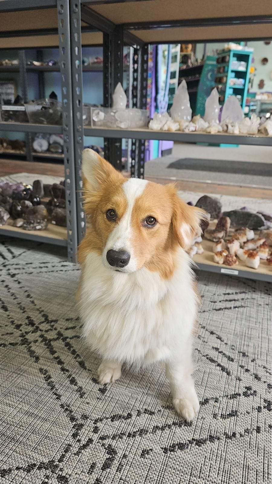 Our store mascot! | Scrolller