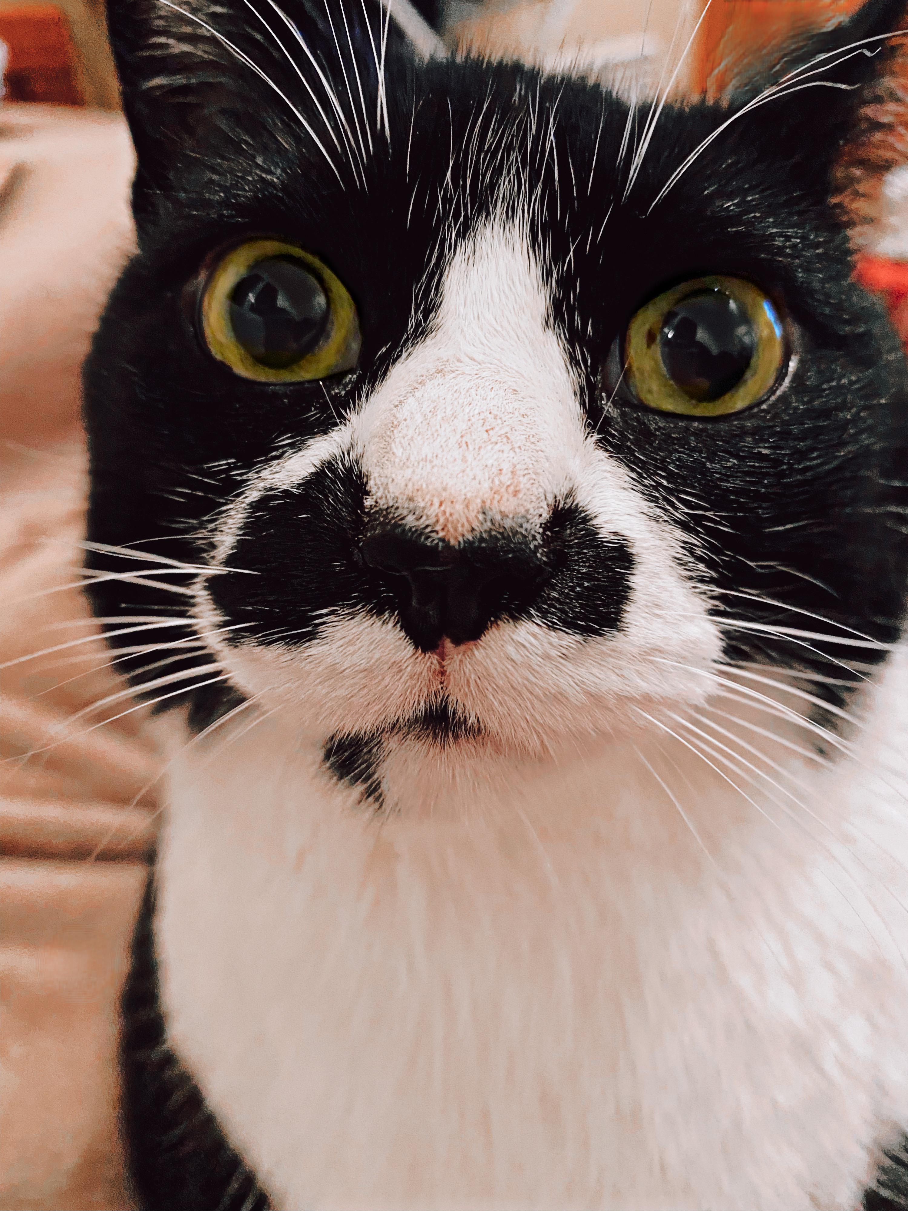 Available to boop | Scrolller