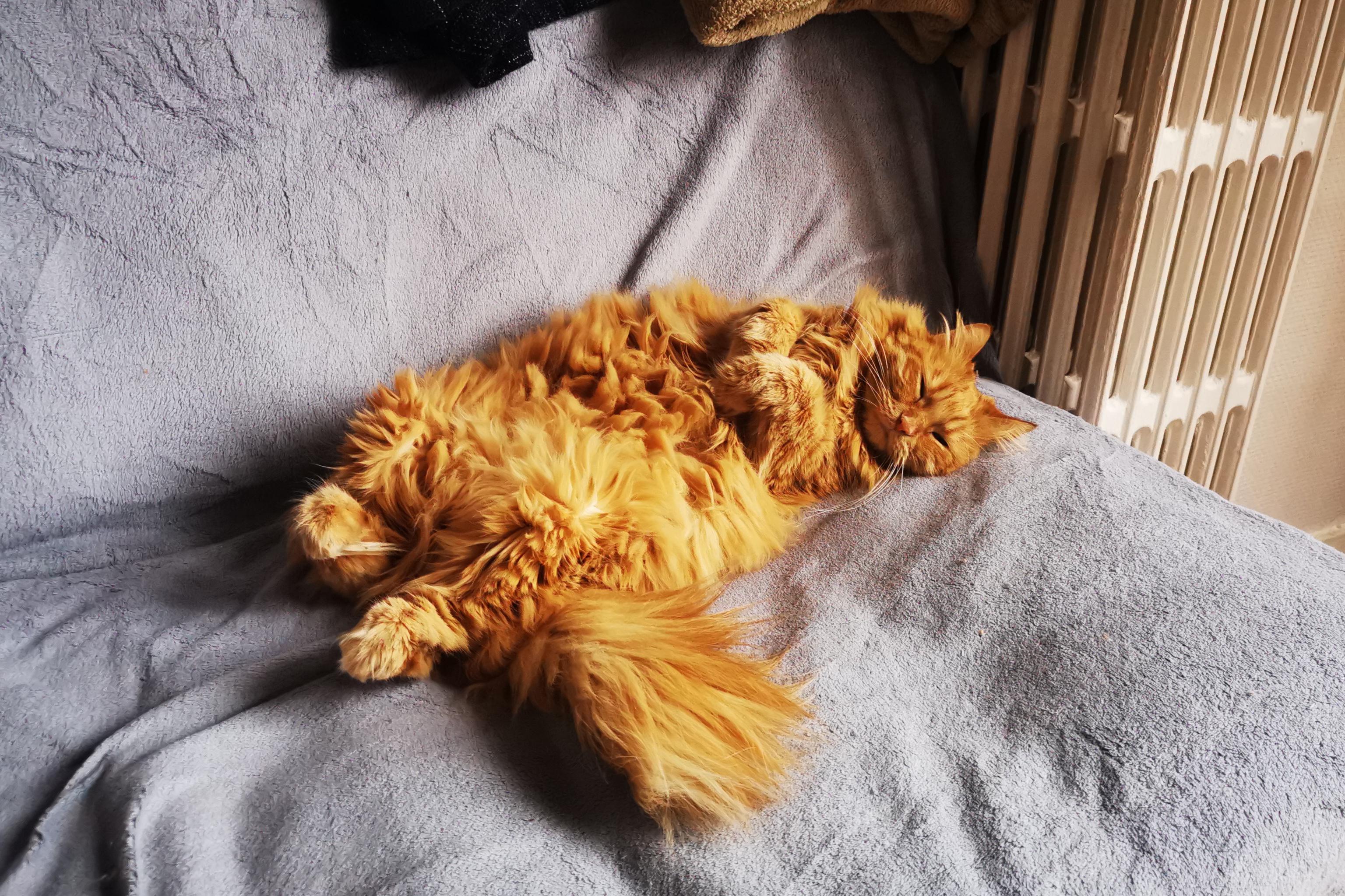 (OC) She just looks so cozy | Scrolller