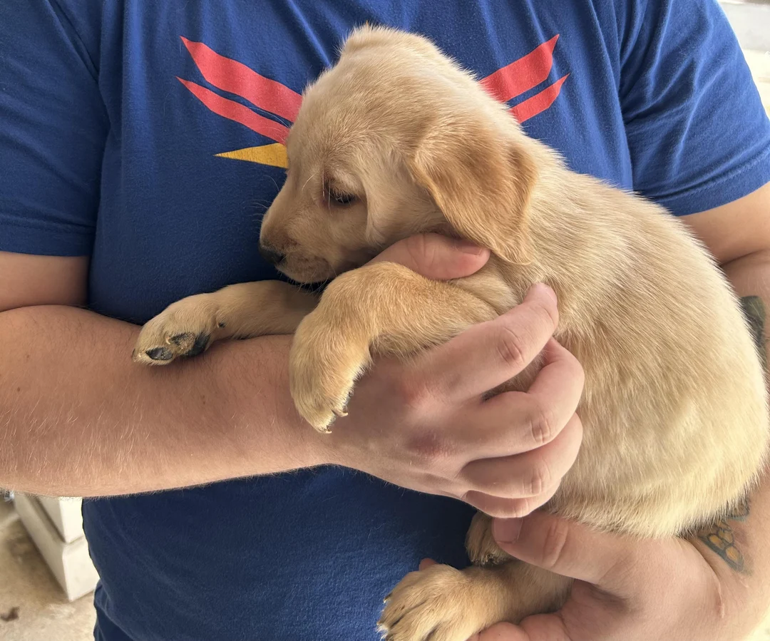 Hey guys! Just wanted to show you my pup that I’ll be picking up from the breeder in April. So ...