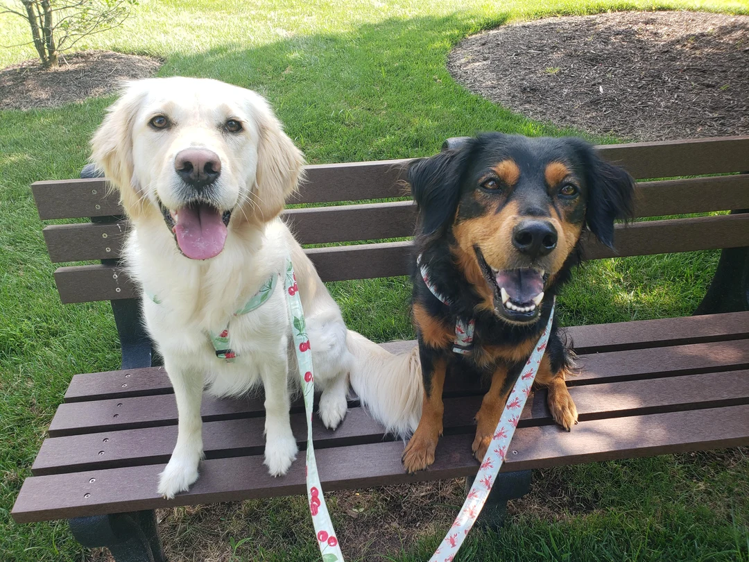 My dogs Maple and Aspen | Scrolller