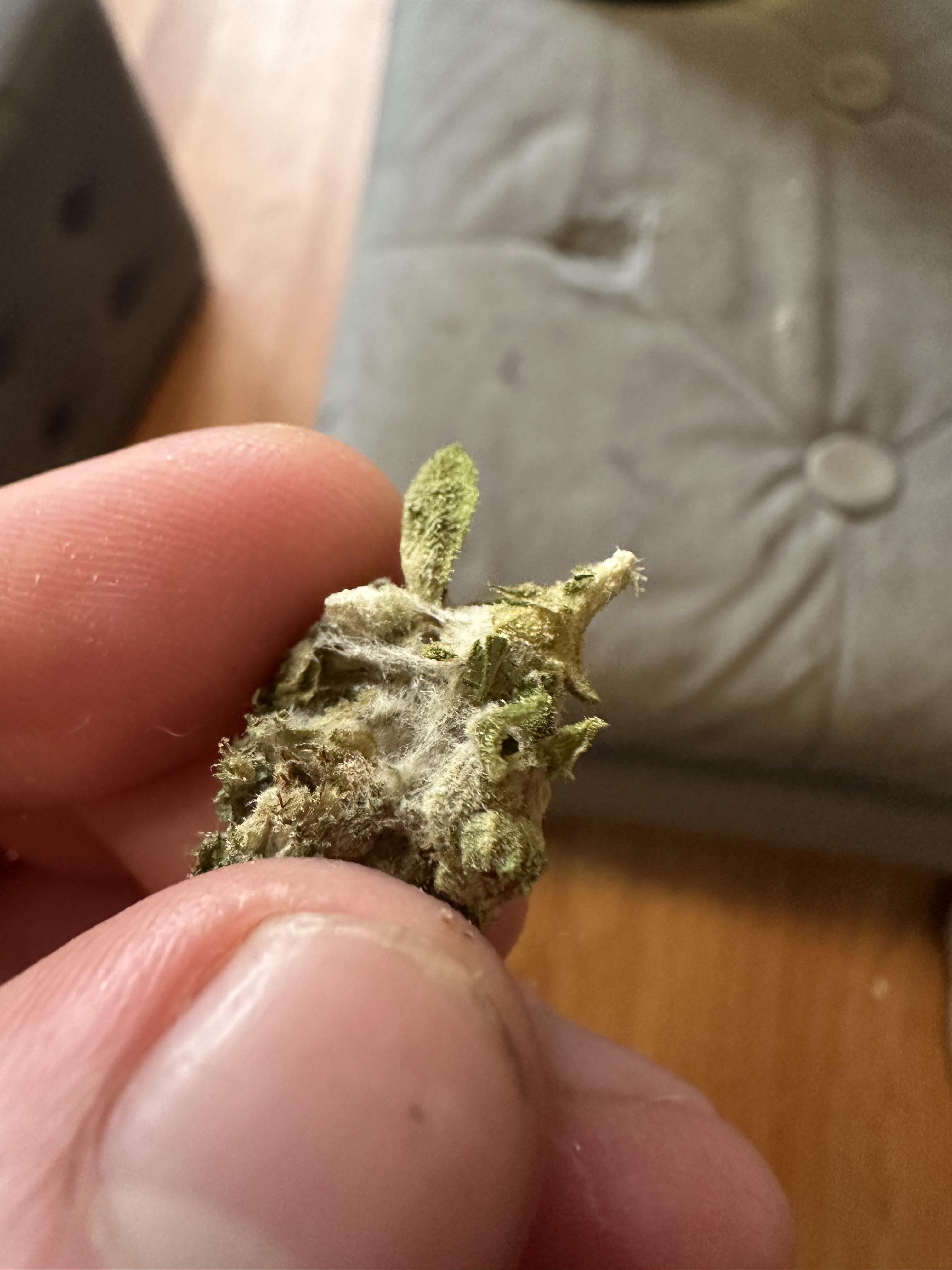 Is this mold? | Scrolller