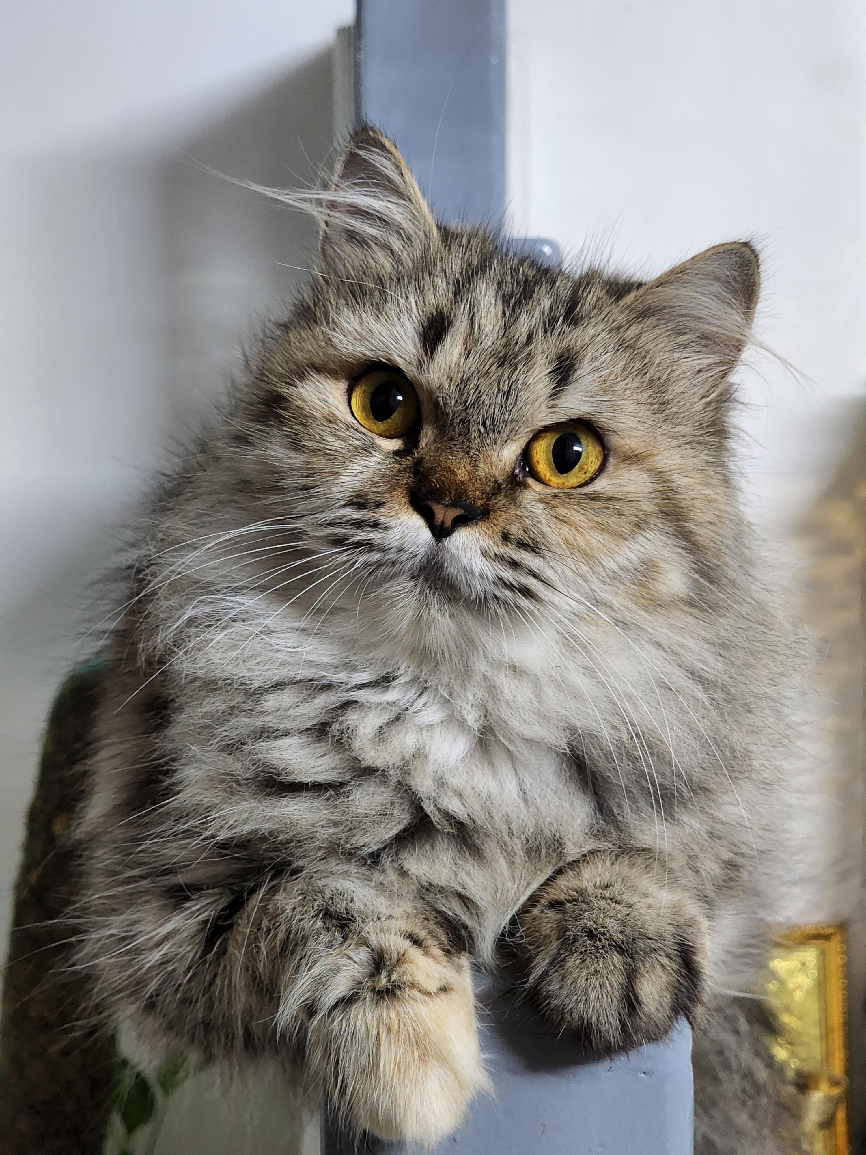 simba 😘 | Scrolller