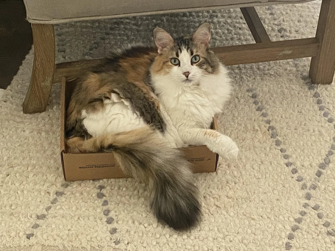 Floof-in-a-box | Scrolller