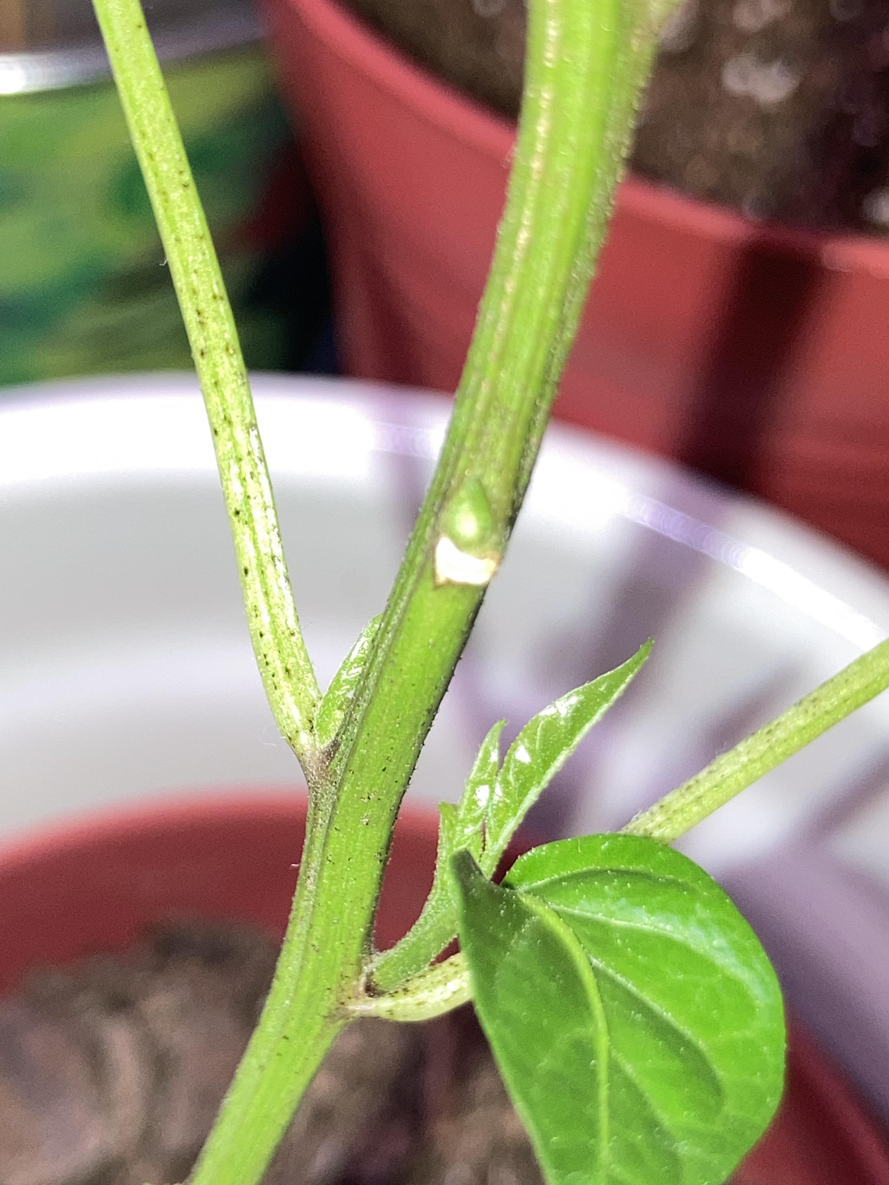 Weird tiny black spots | Scrolller