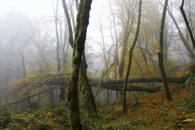 Came across this horizontal tree in foggy forest in Lafur Forest, Mazandaran! | Scrolller