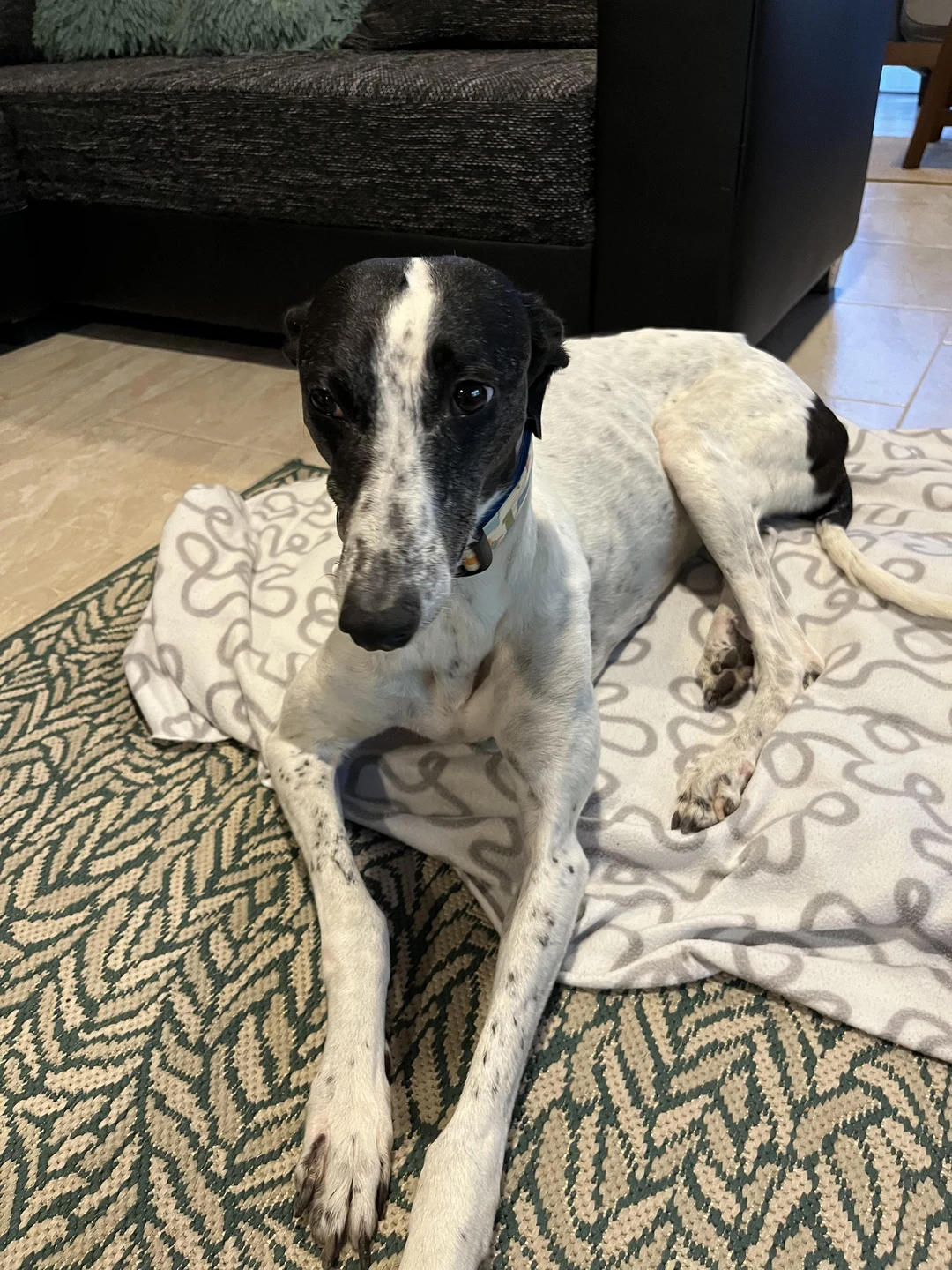 Rescue greyhound with cold | Scrolller