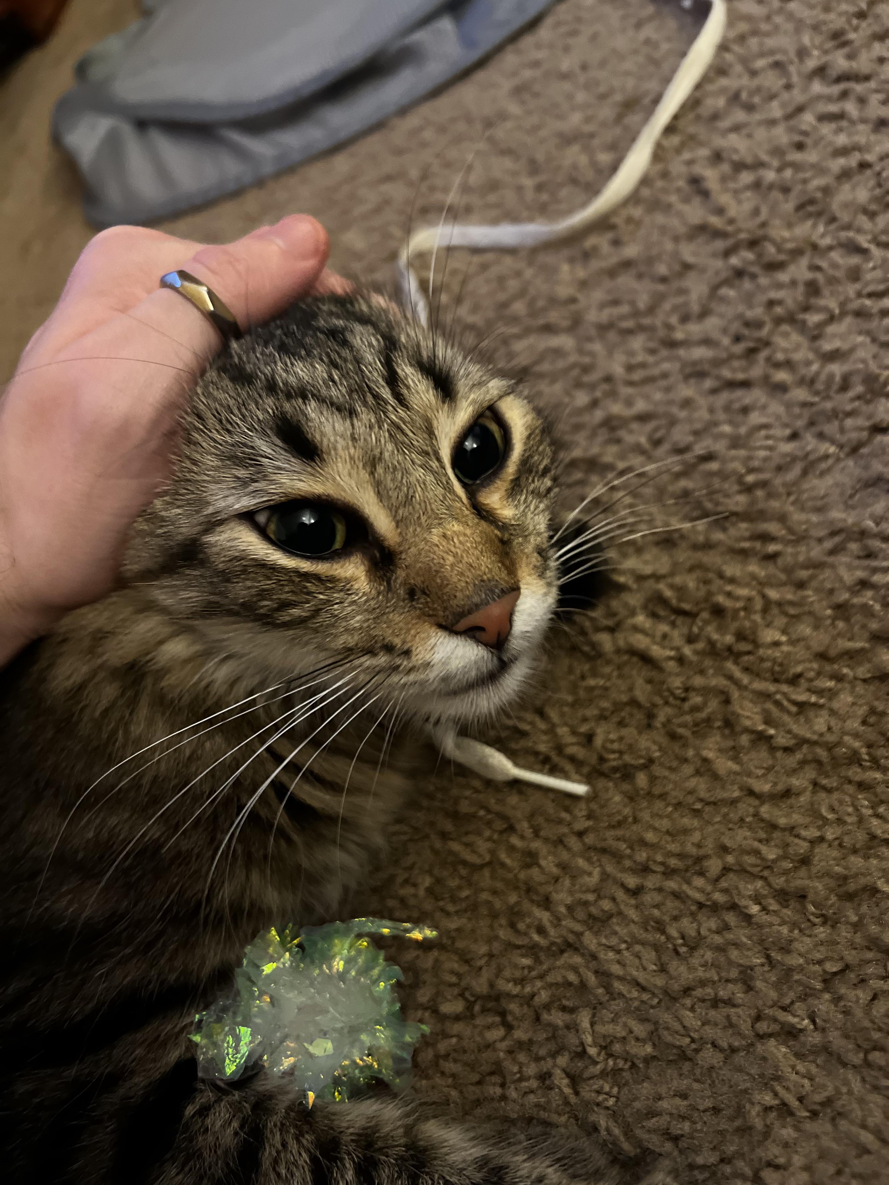 This is Leon | Scrolller