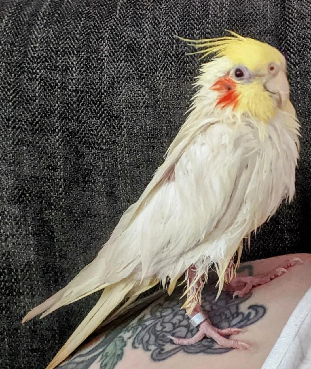 Happy first gotcha day Nacho bird | Scrolller