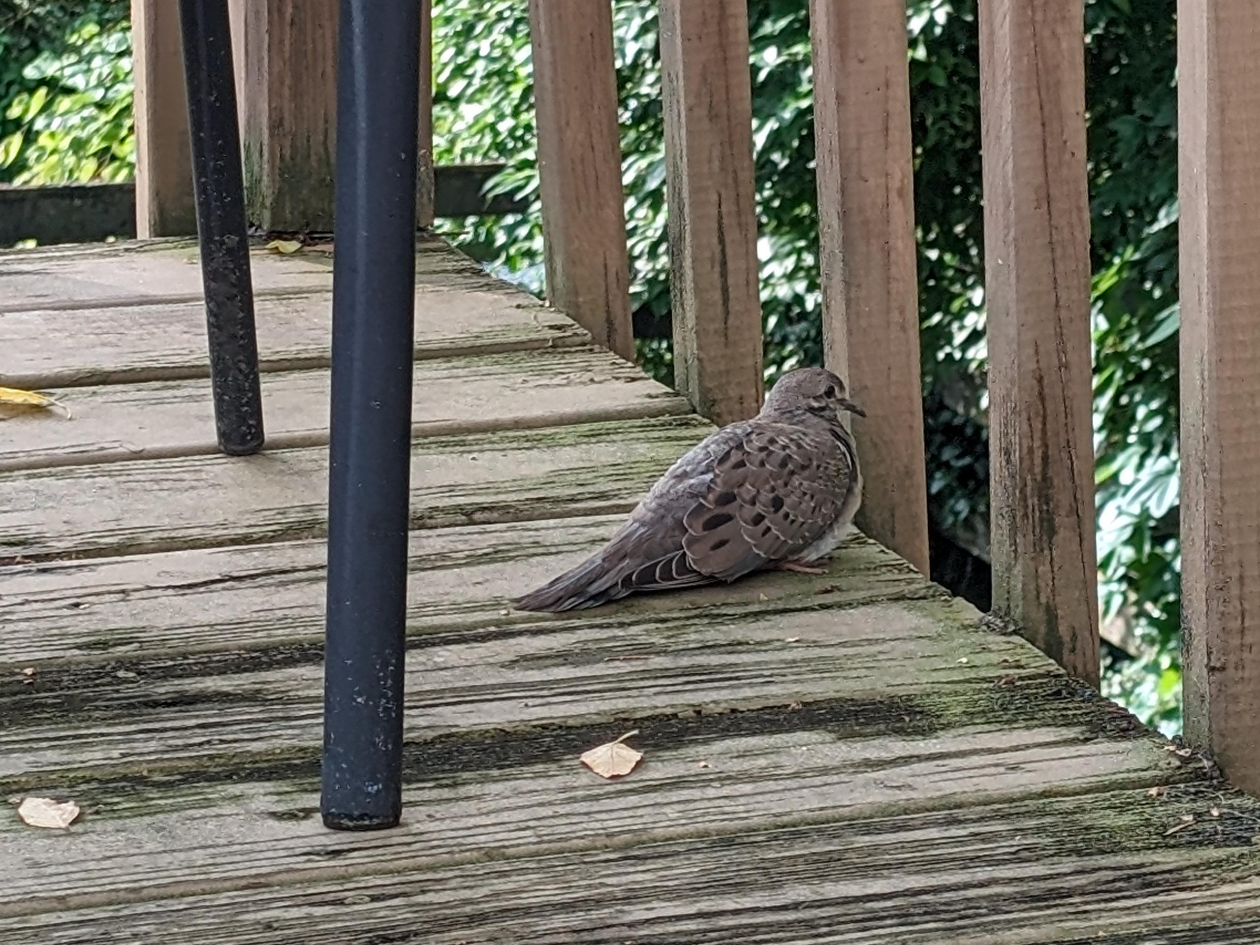 What is this basic bird? | Scrolller