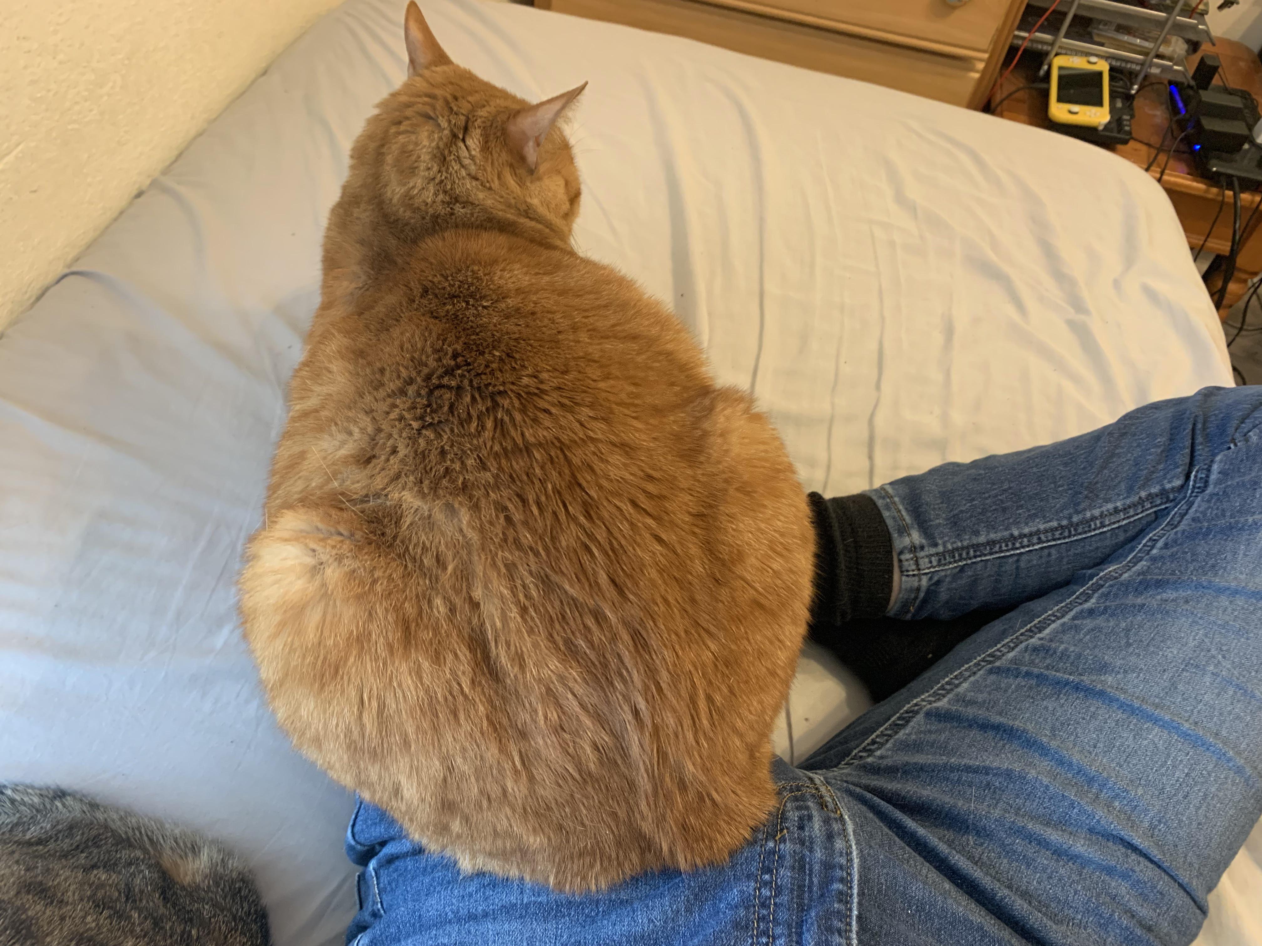 My cat Opal is loading on my leg | Scrolller