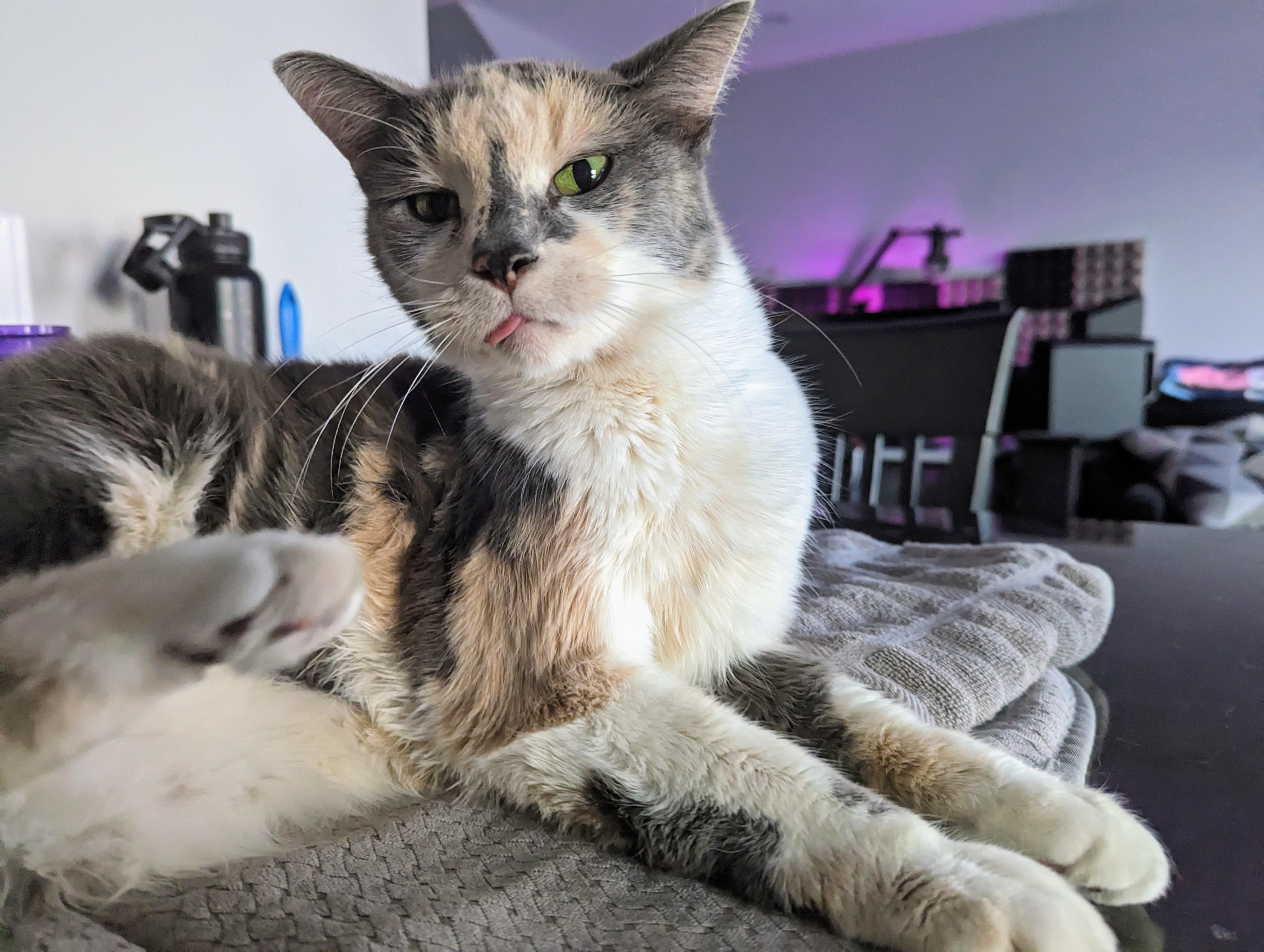 Behold Her Blep! | Scrolller