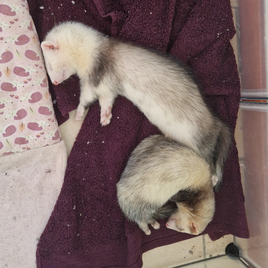Size comparison between our older ferret and our new big boy 💀 | Scrolller