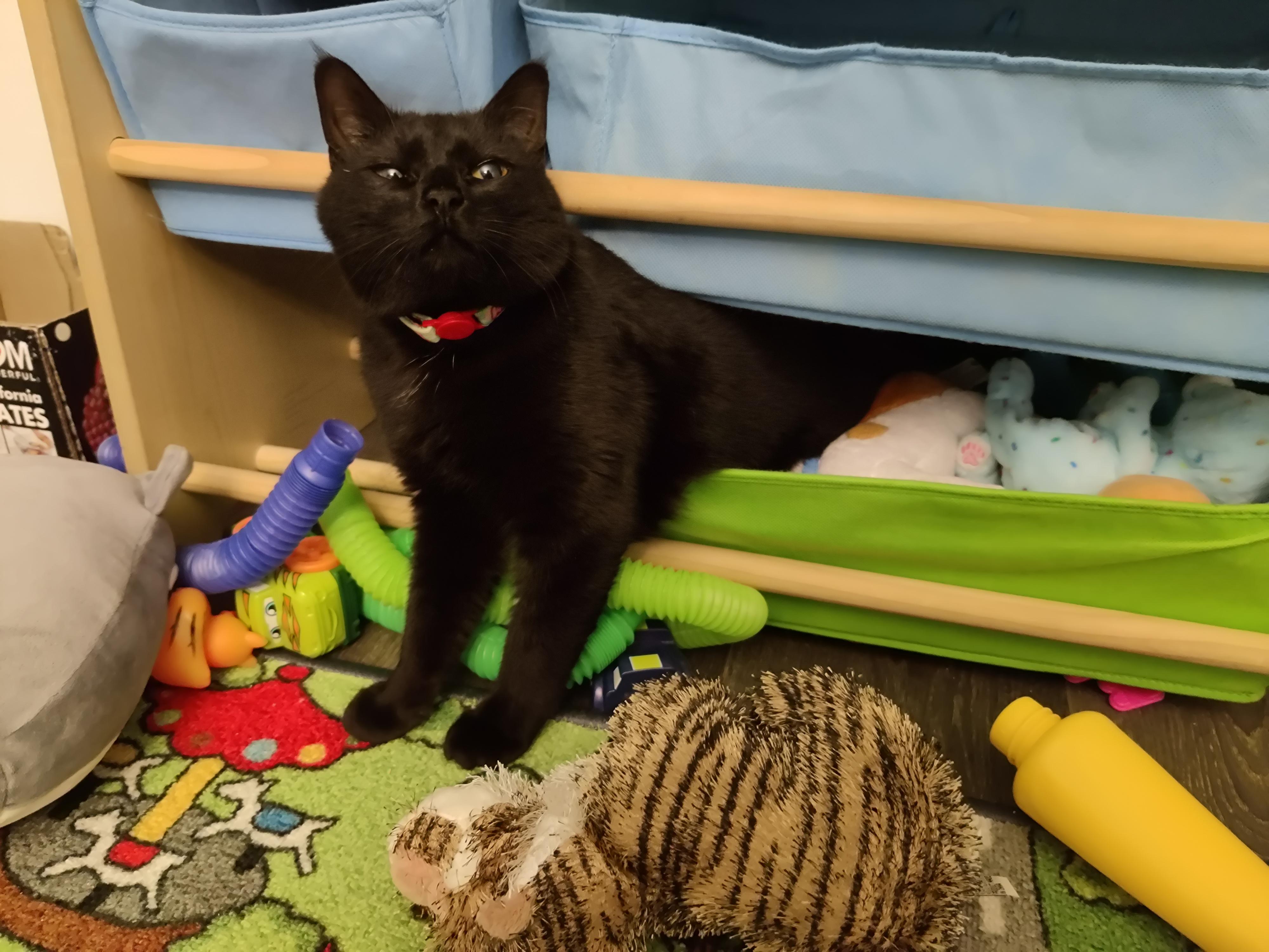 Emerging from the toy void | Scrolller