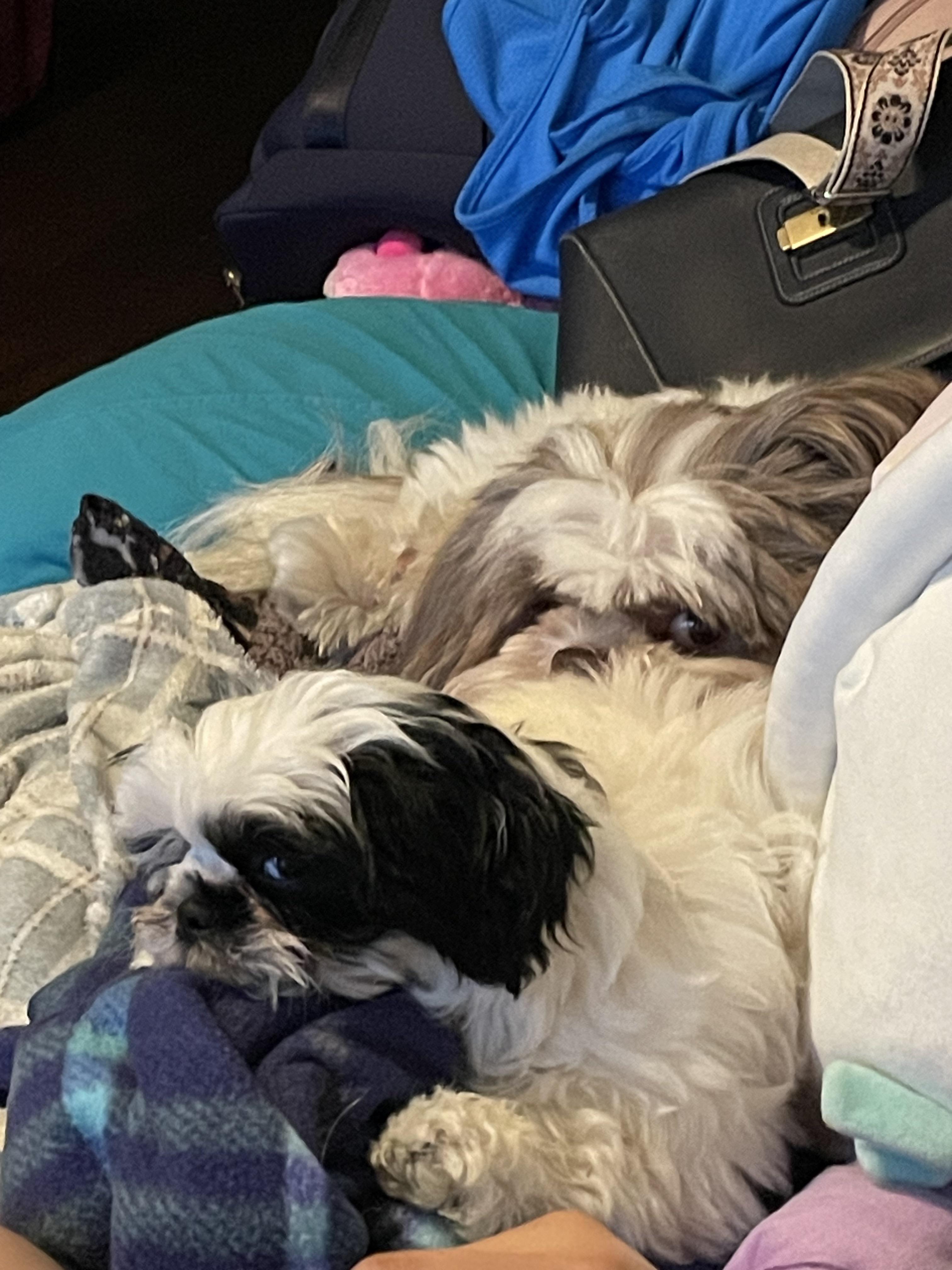 Miss Eclair and Mr Cannoli being sleepy. | Scrolller