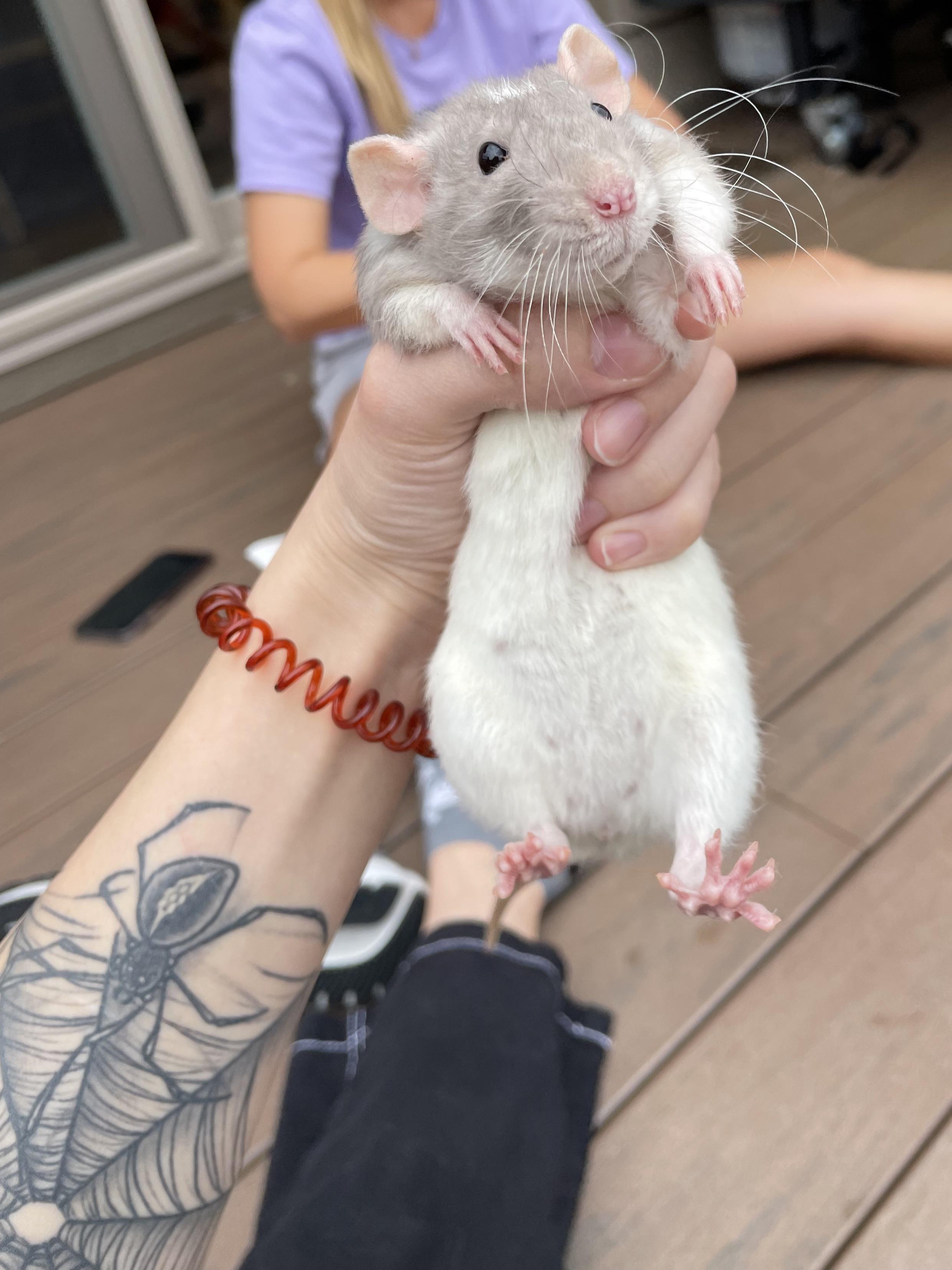 my rat pees everywhere | Scrolller