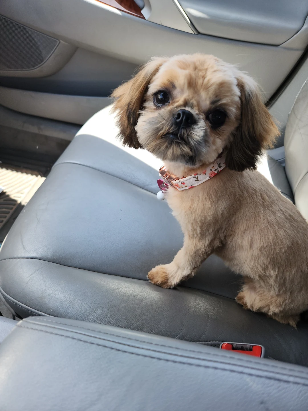 Mika got her first grooming yesterday! | Scrolller