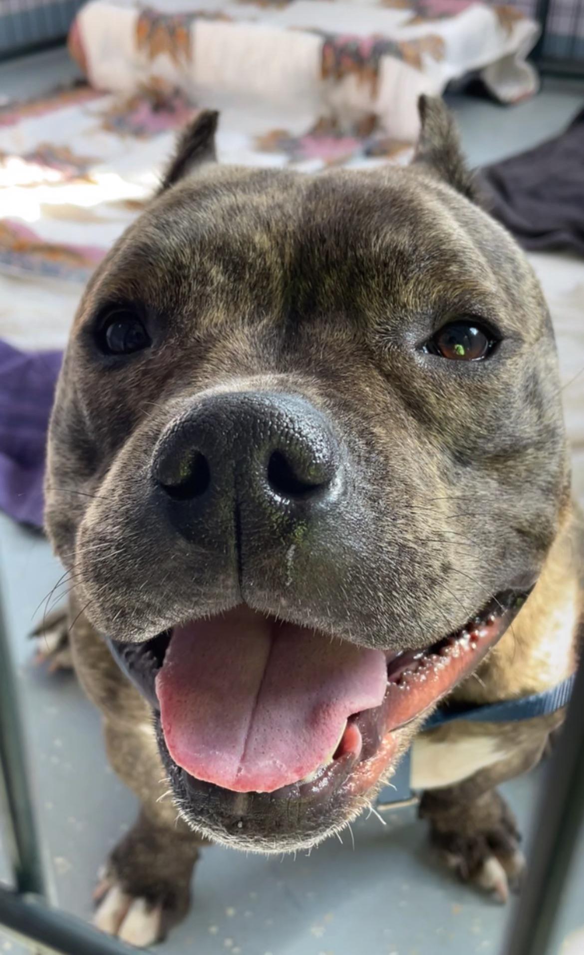 Happy pup | Scrolller