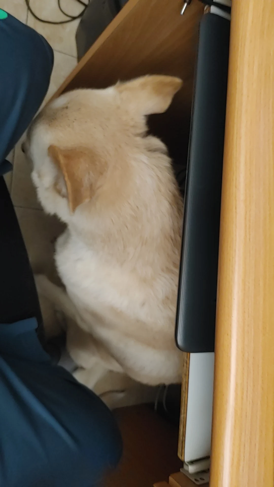 She is scared of rain, it rained for literally 30 seconds, she went into hiding | Scrolller